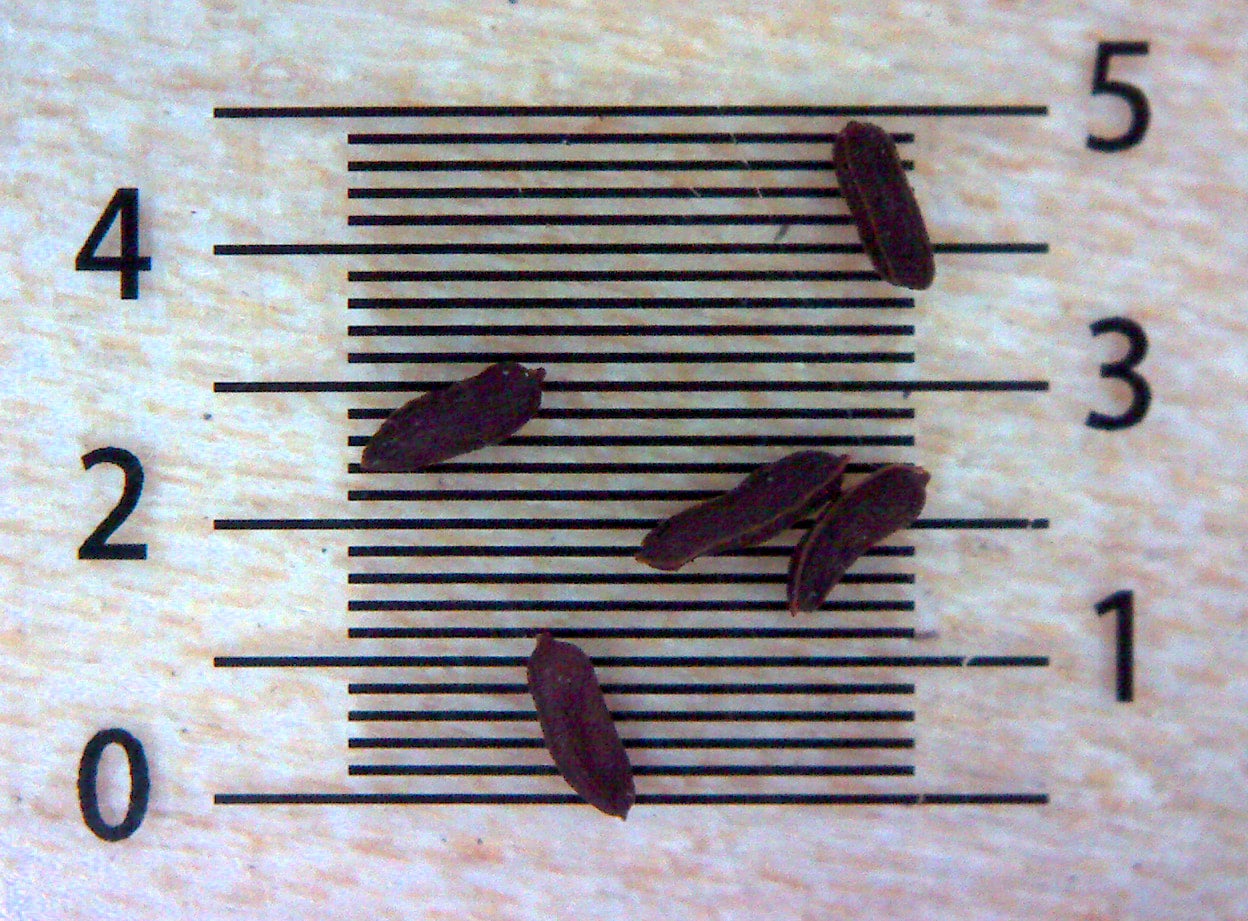 hypericum punctatum seeds