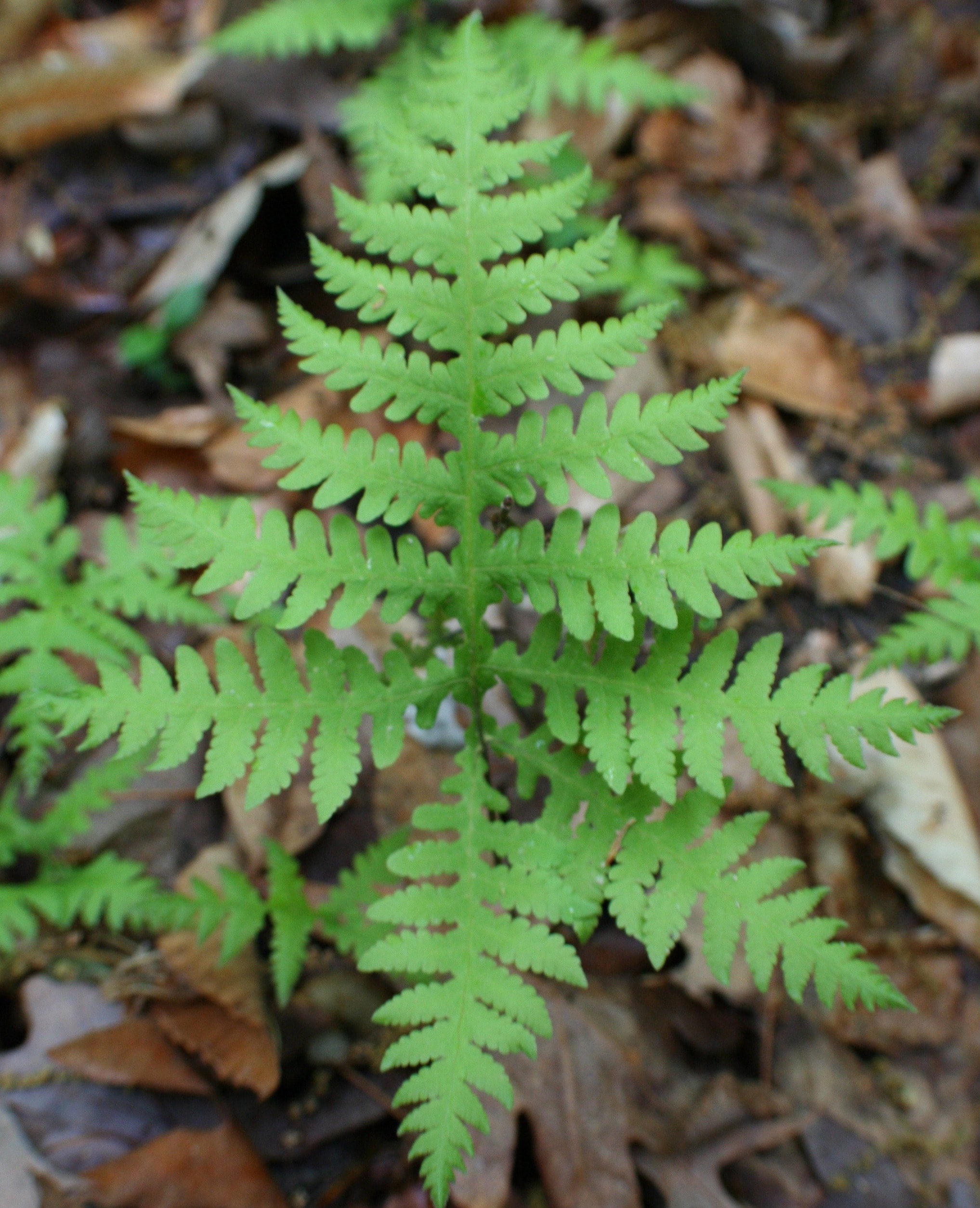 Broad Beech fern (Phegopteris hexagonoptera) | Hungry Hook Farm