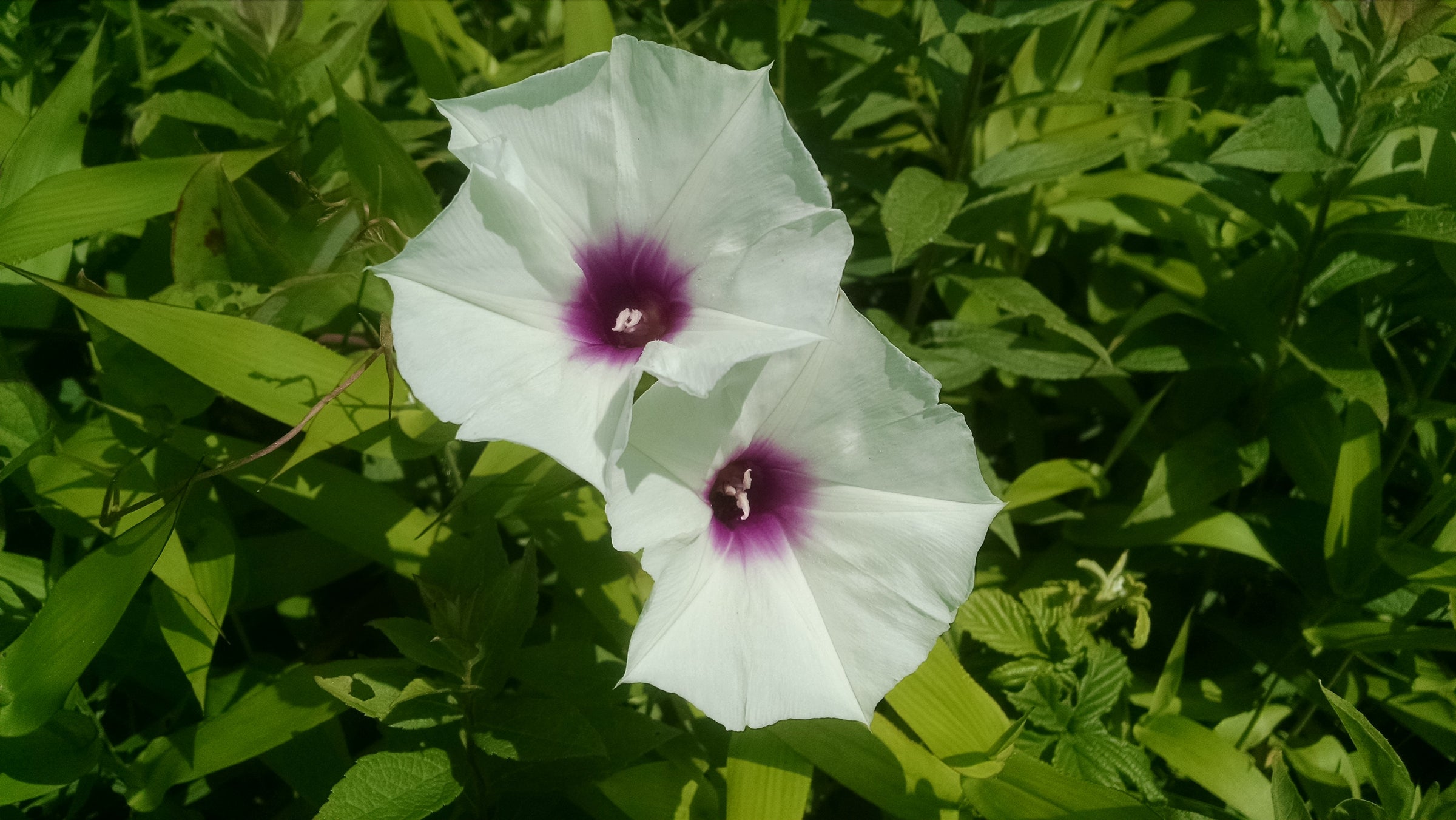 ipomoea pandurata range