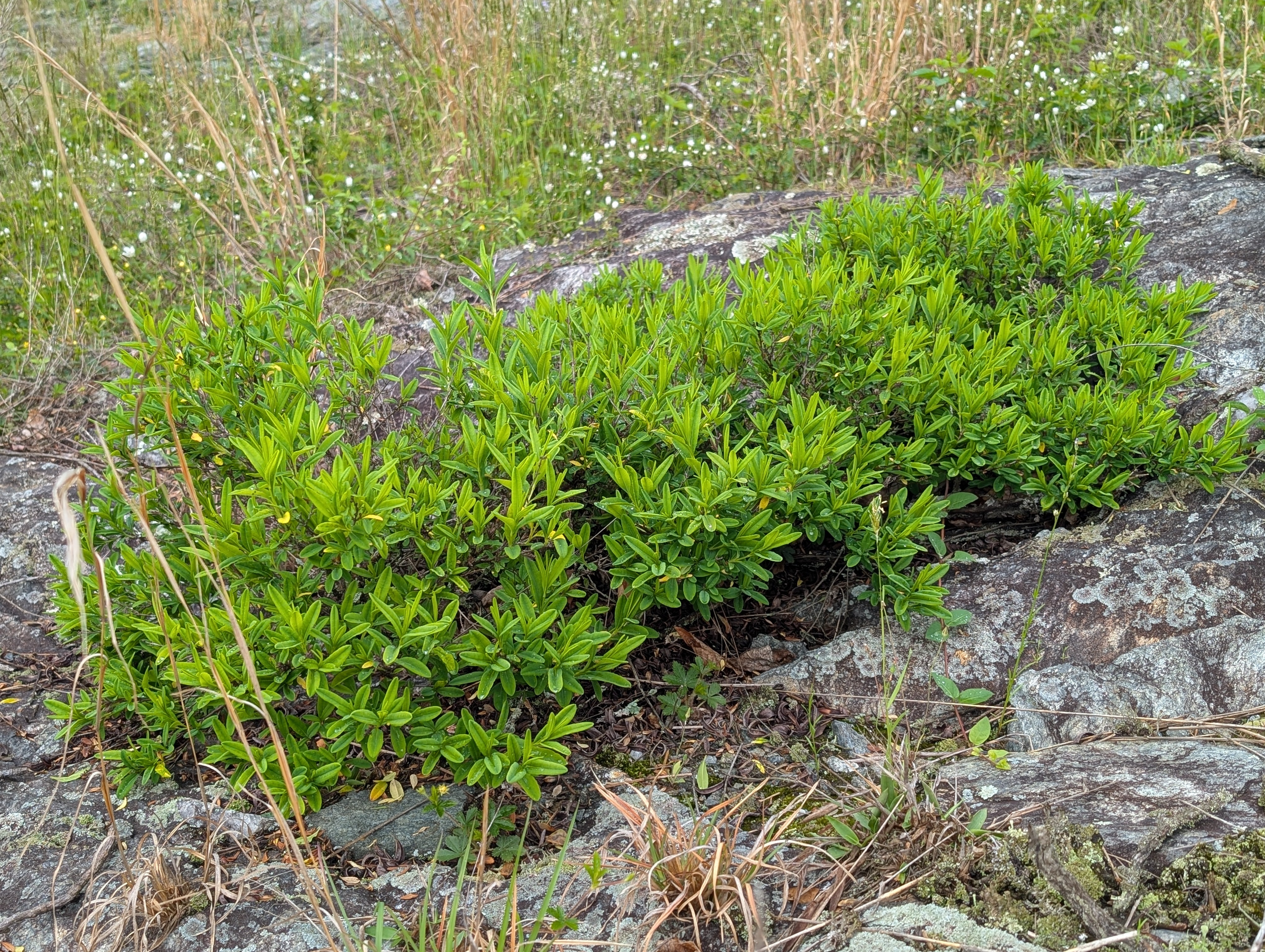 hypericum prolificum bloom time