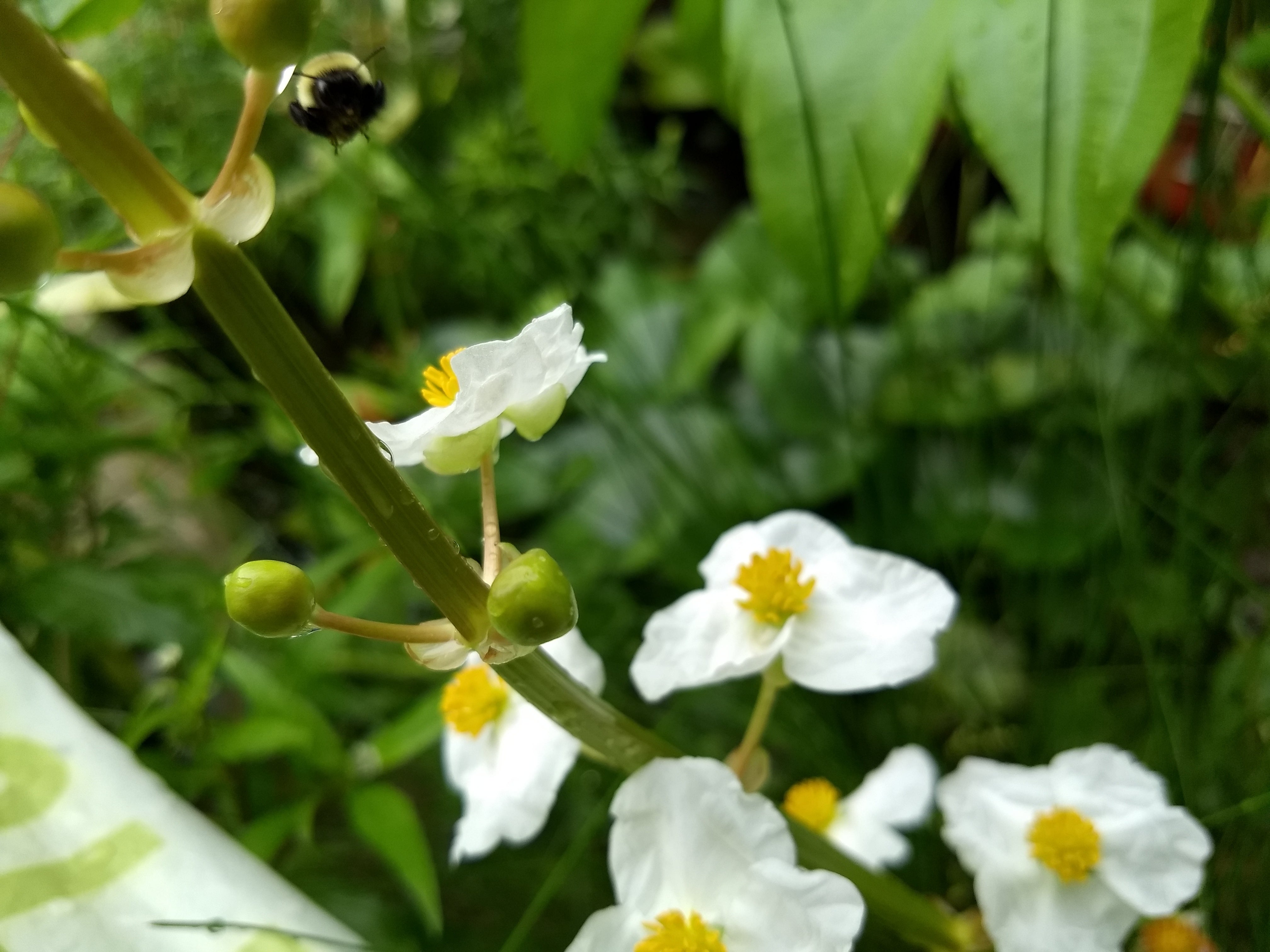 Common arrowhead, Sagittaria latifolia | Hungry Hook Farm