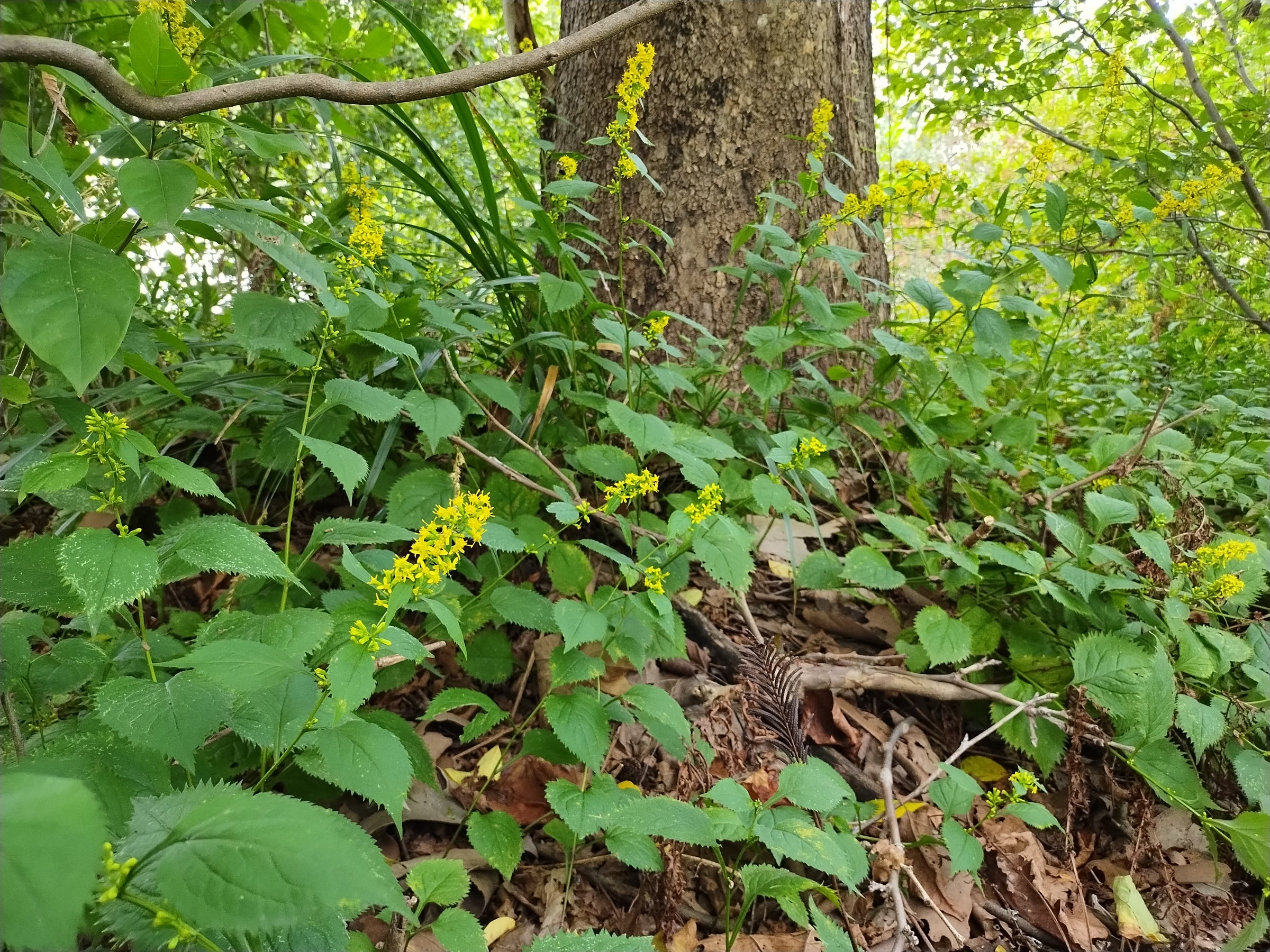 solidago flexicaulis spread