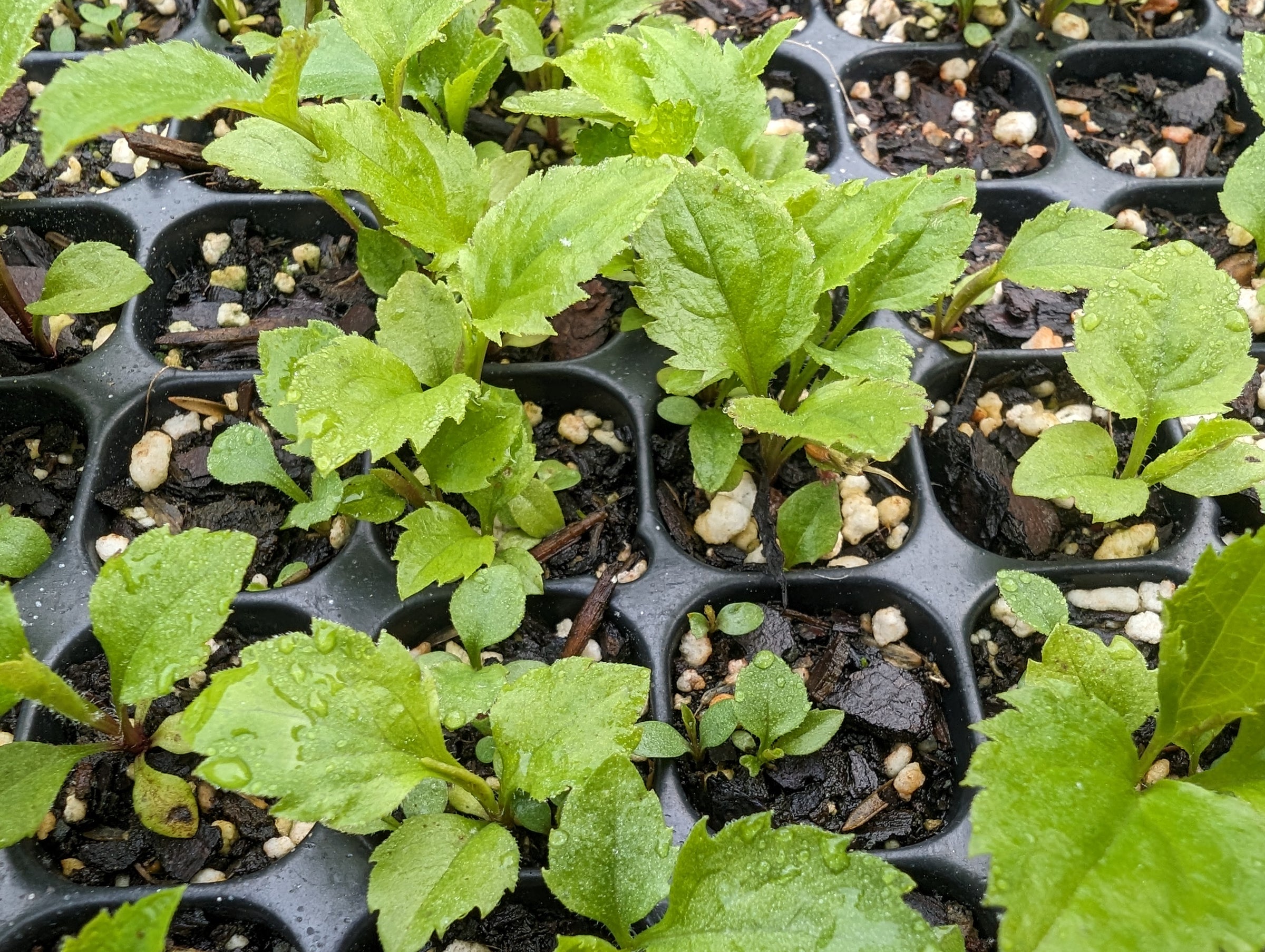 solidago flexicaulis spread