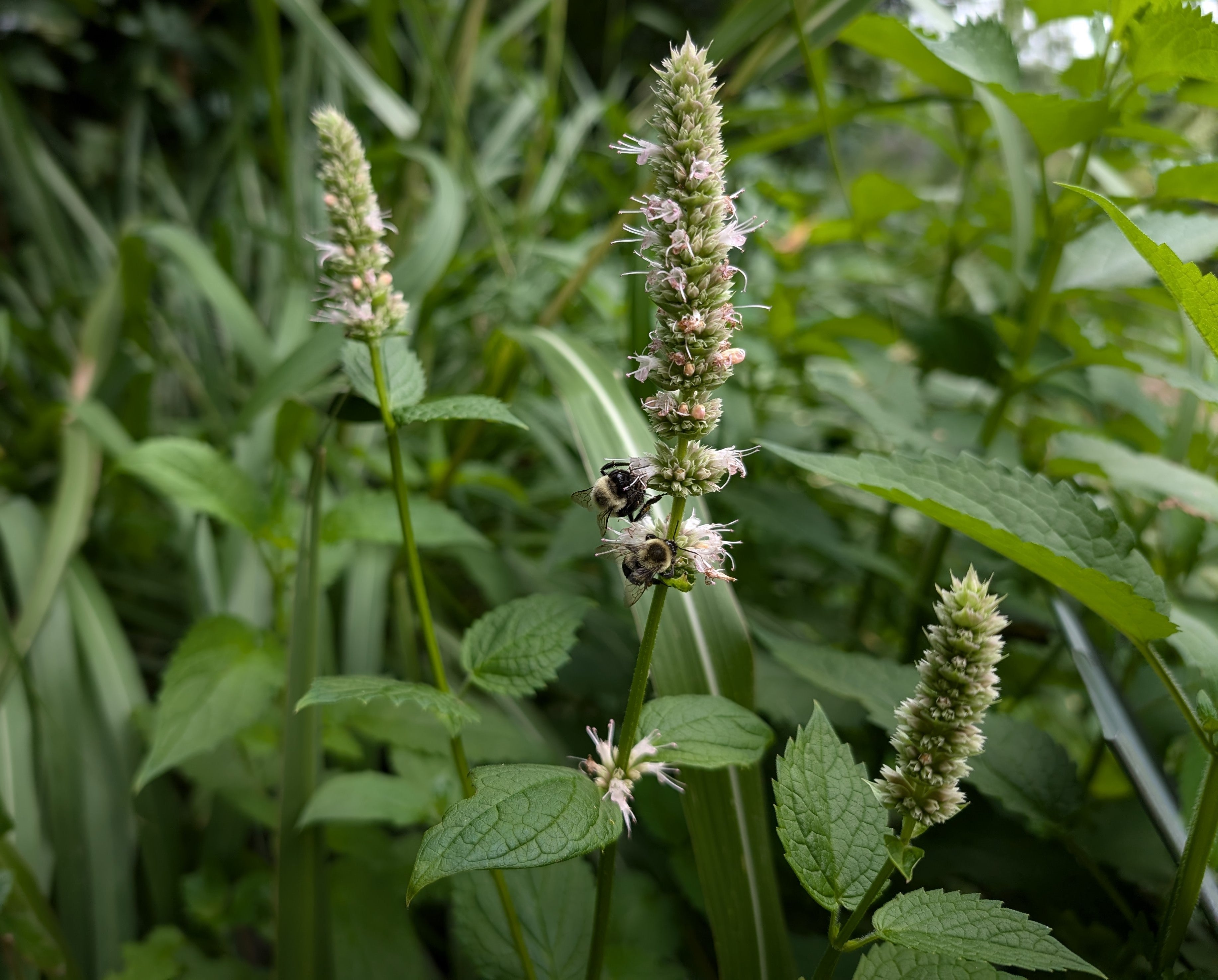 agastache scrophulariifolia habitat