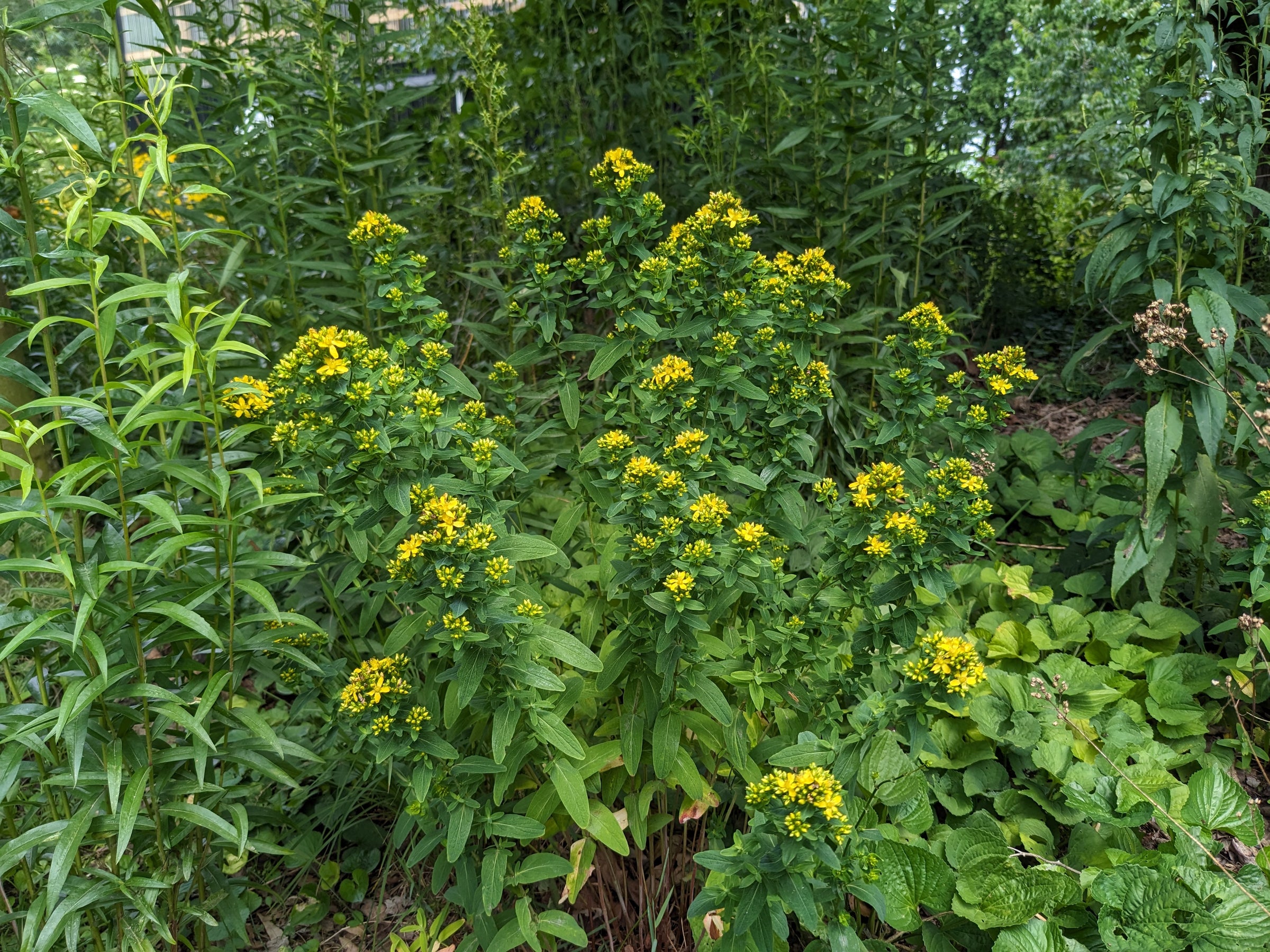 hypericum punctatum seeds
