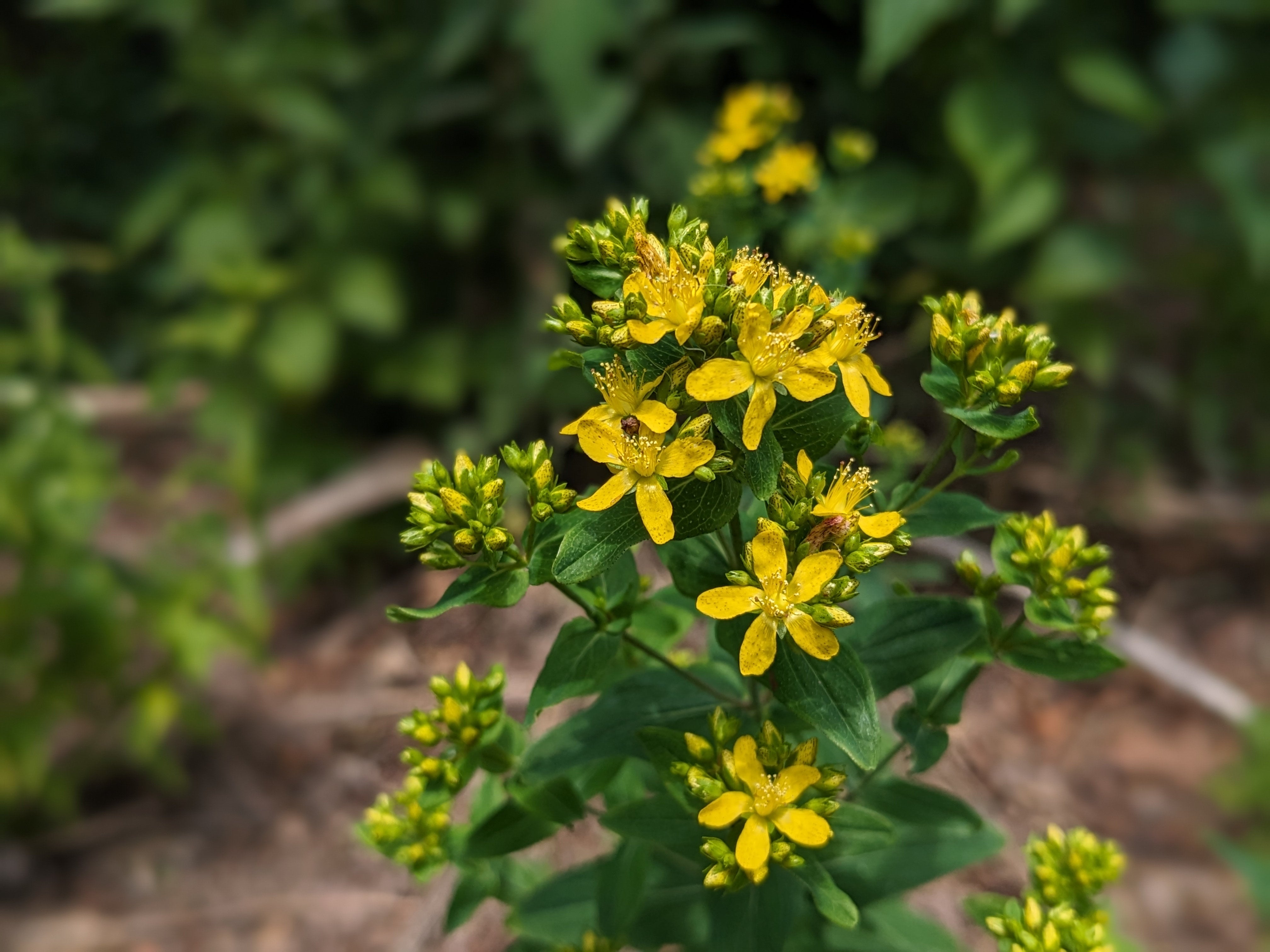 hypericum punctatum