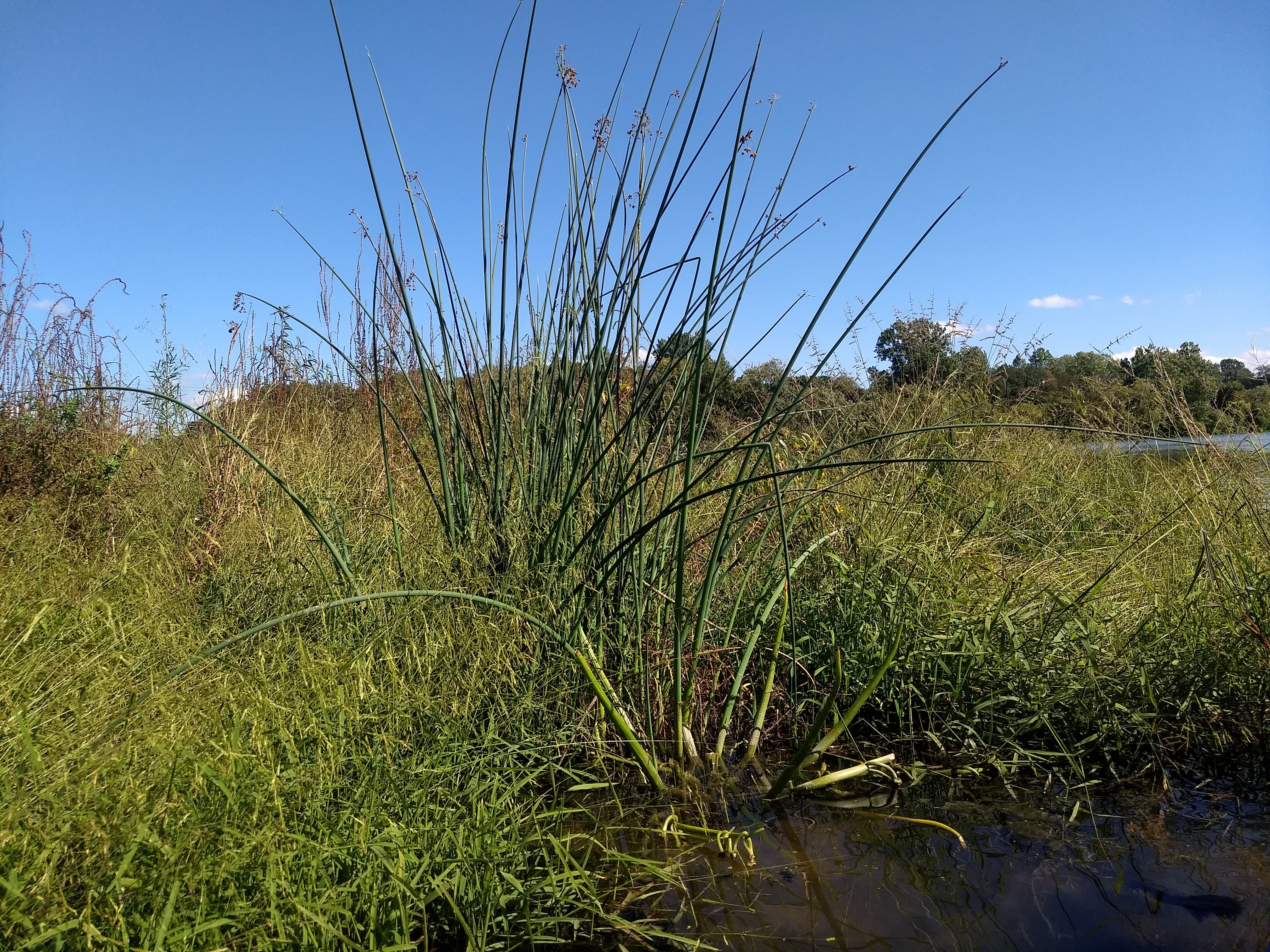 Softstem bulrush, Shoenoplectus tabernaemontani | Hungry Hook Farm
