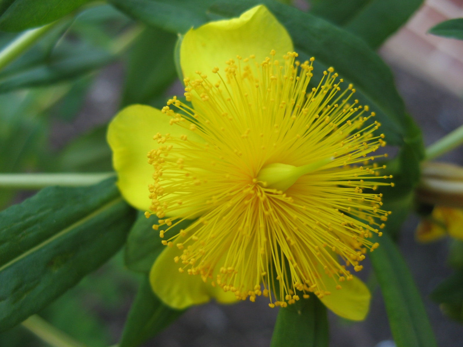 hypericum prolificum bloom time