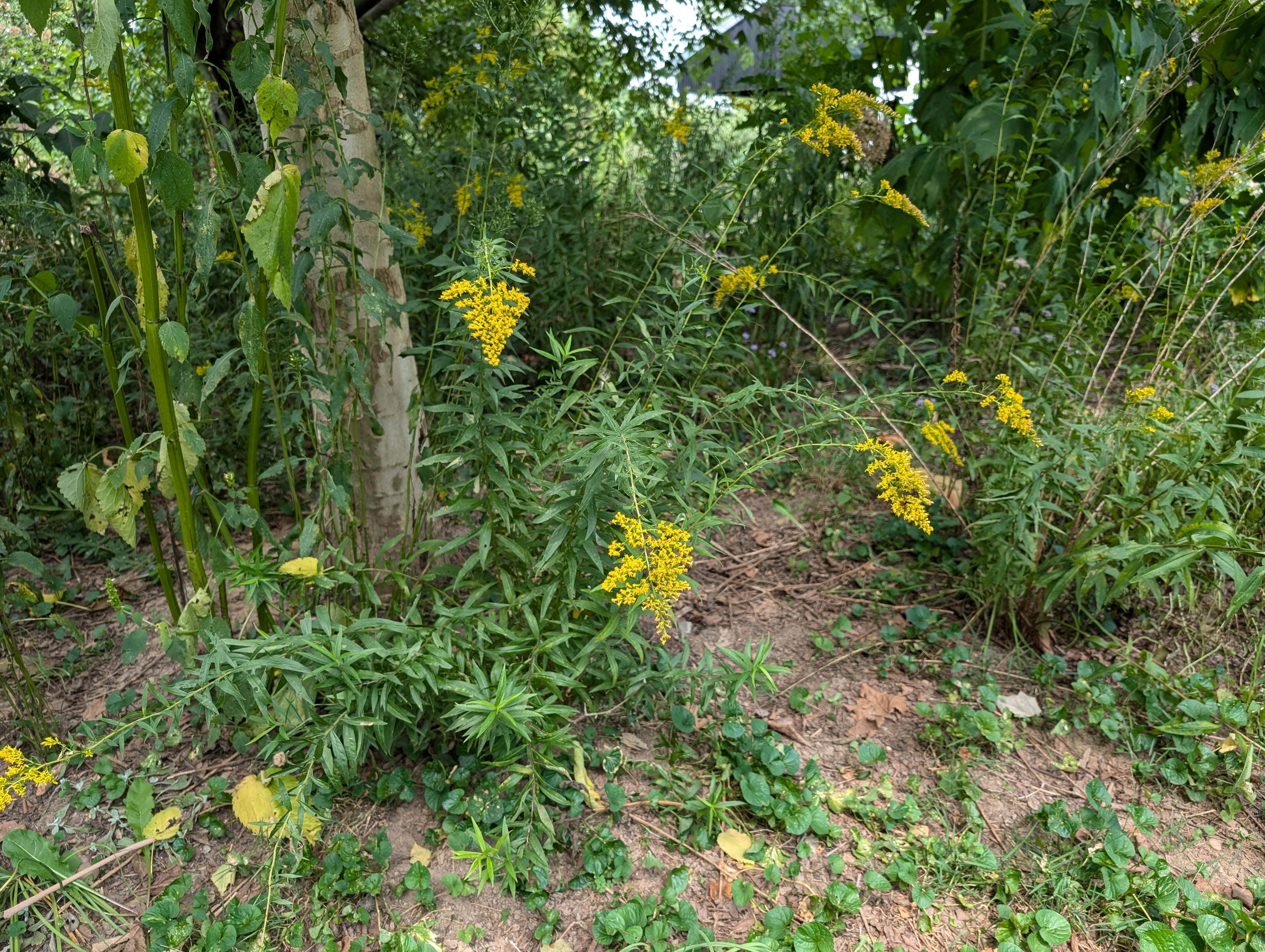 does goldenrod self seed