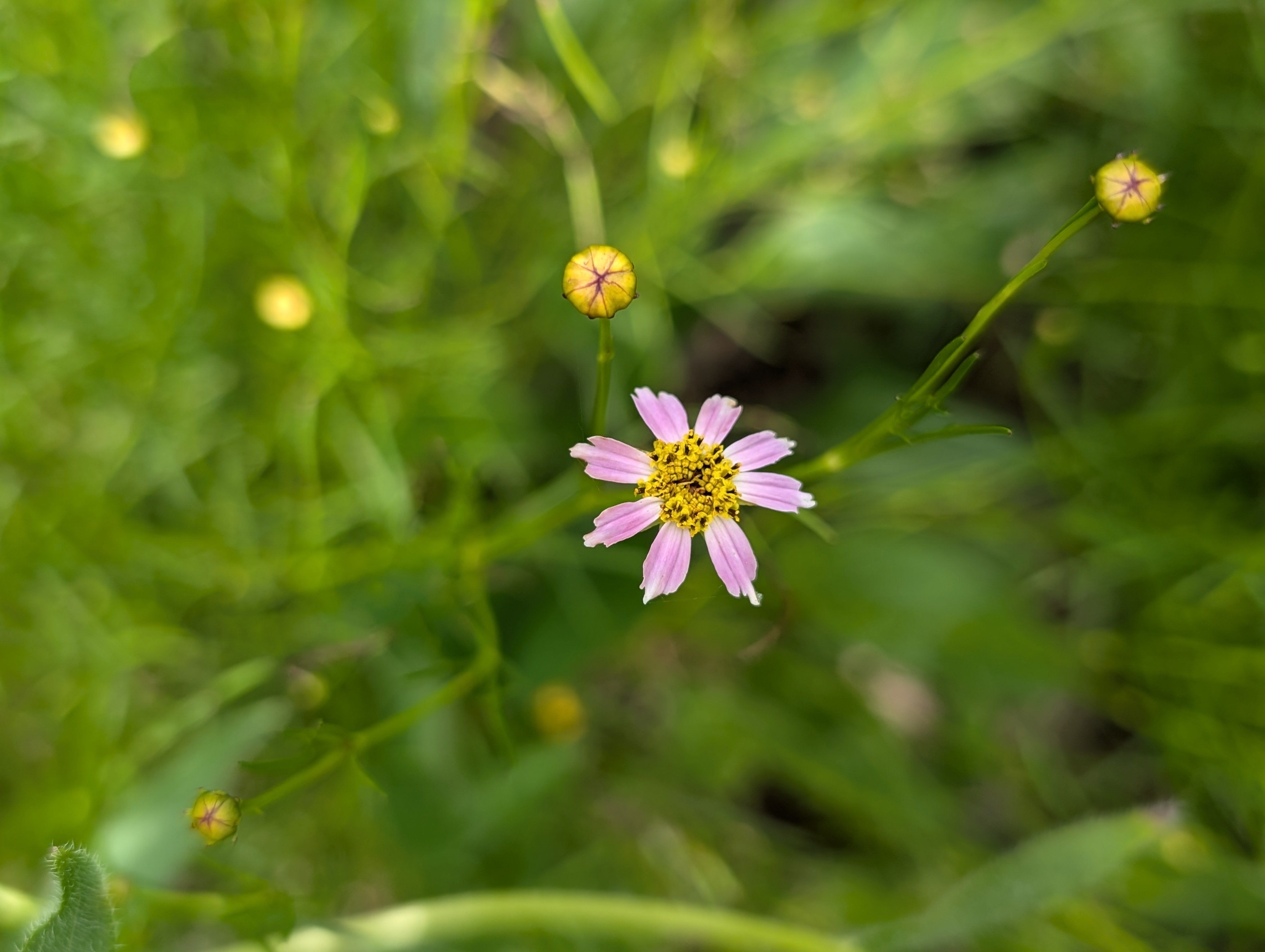 Pink tickseed, Coreopsis rosea | Hungry Hook Farm