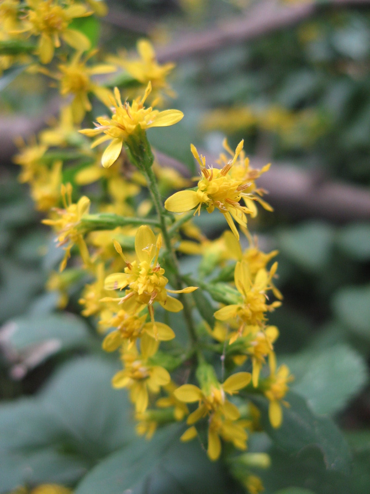 Zig zag goldenrod (Solidago flexicaulis) Seed packet | Hungry Hook Farm