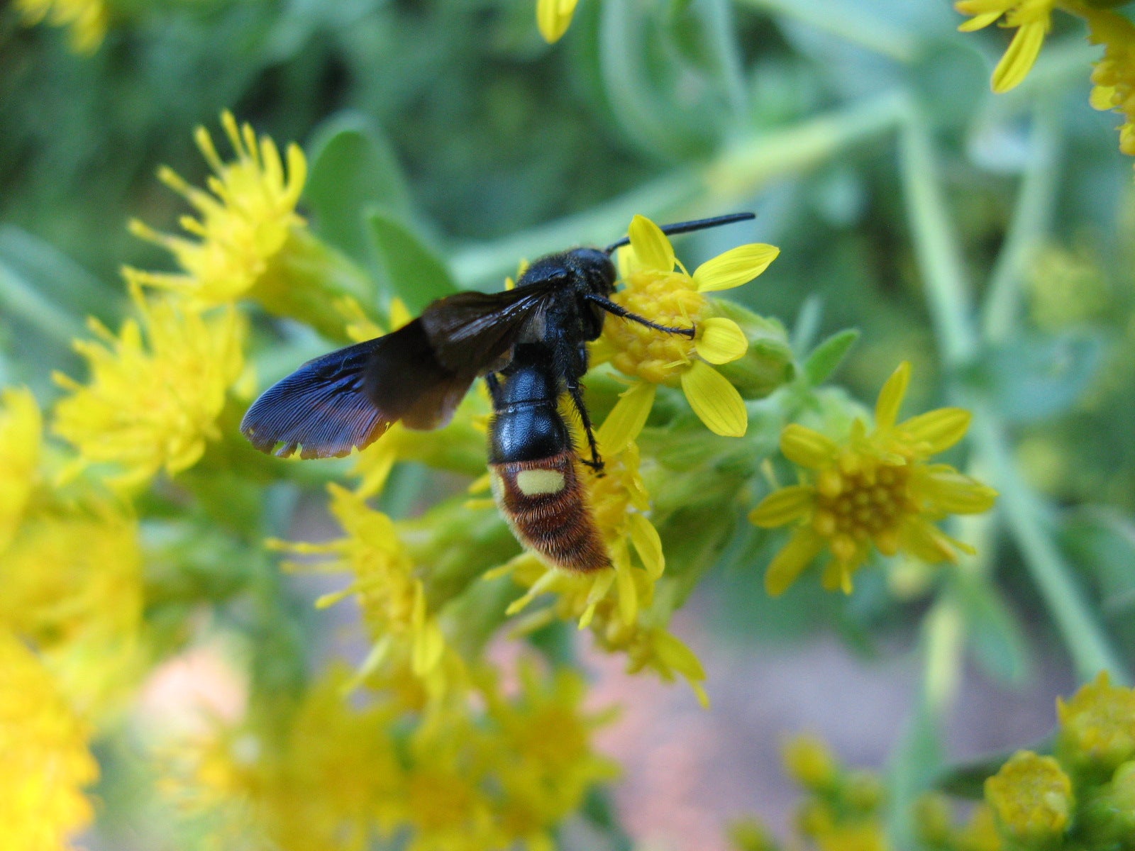 Stiff goldenrod, Oligoneuron rigidum Seed packet | Hungry Hook Farm
