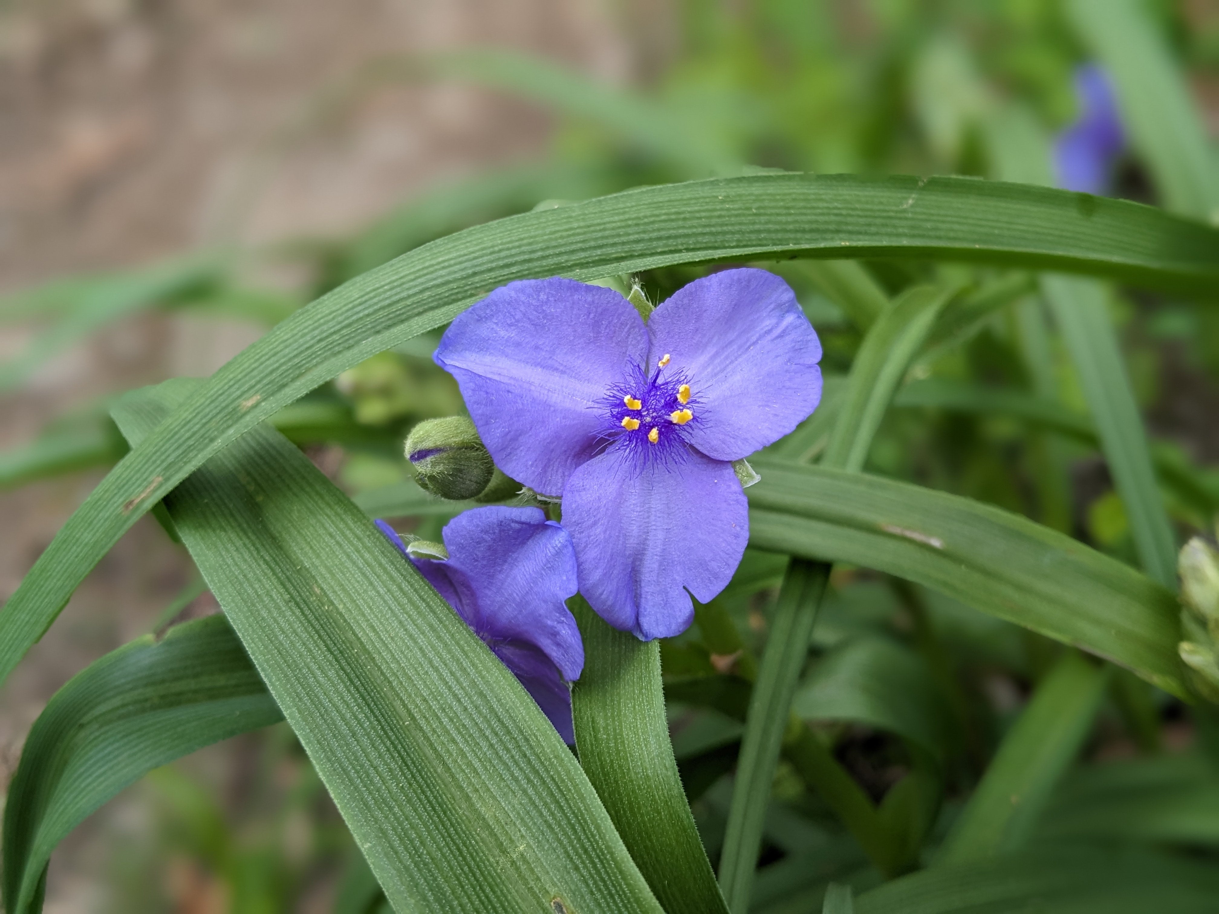 Virginia spiderwort, Tradescantia virginiana Seed packet | Hungry Hook Farm