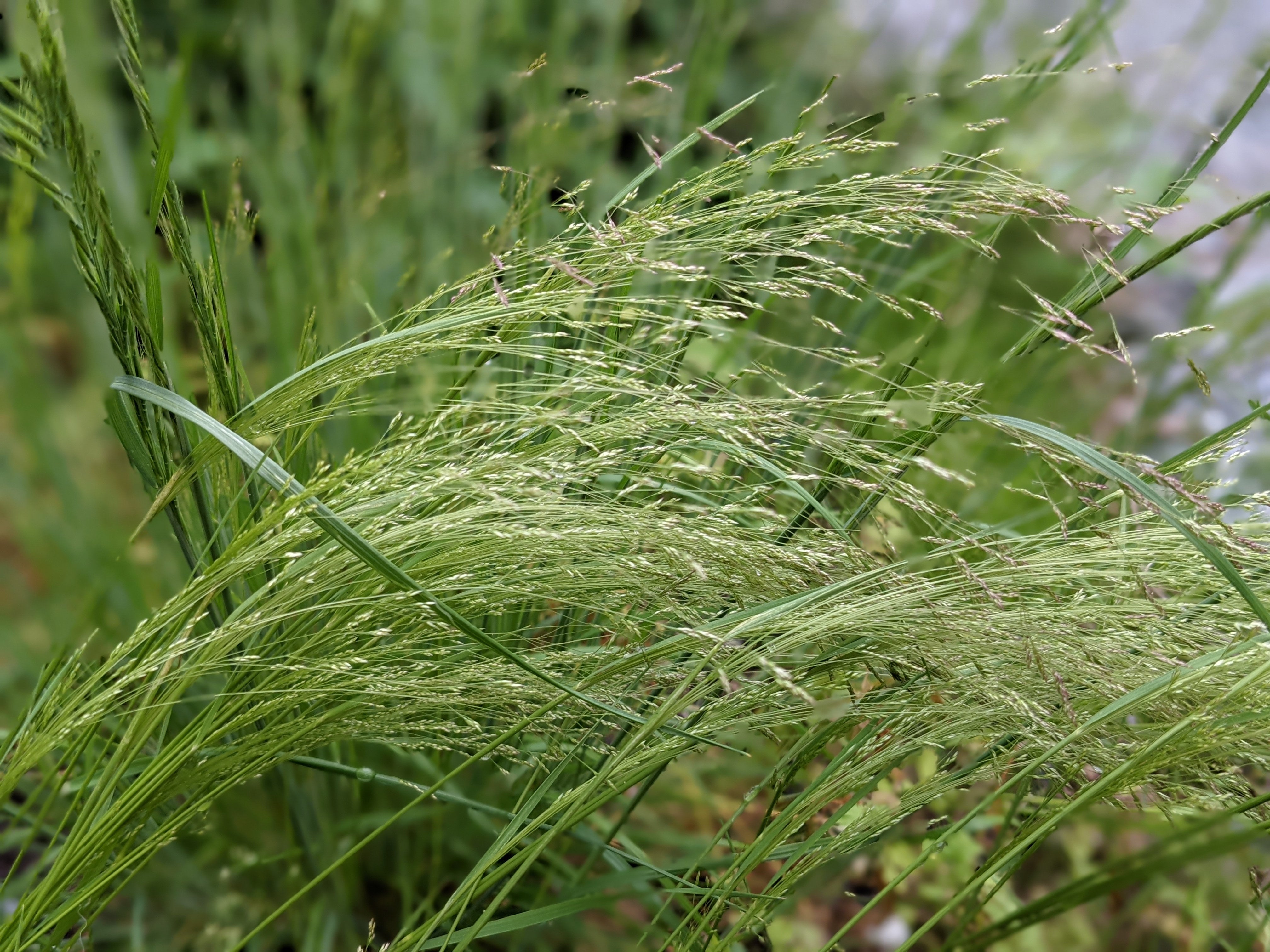 Tickle grass (Agrostis hyemalis) Seed Packet | Hungry Hook Farm
