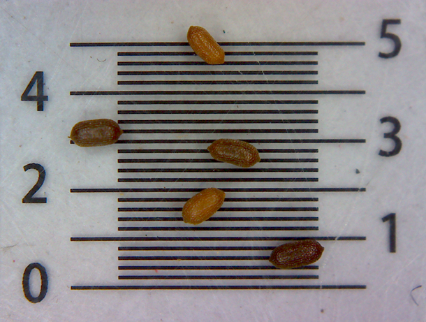 hypericum punctatum seeds