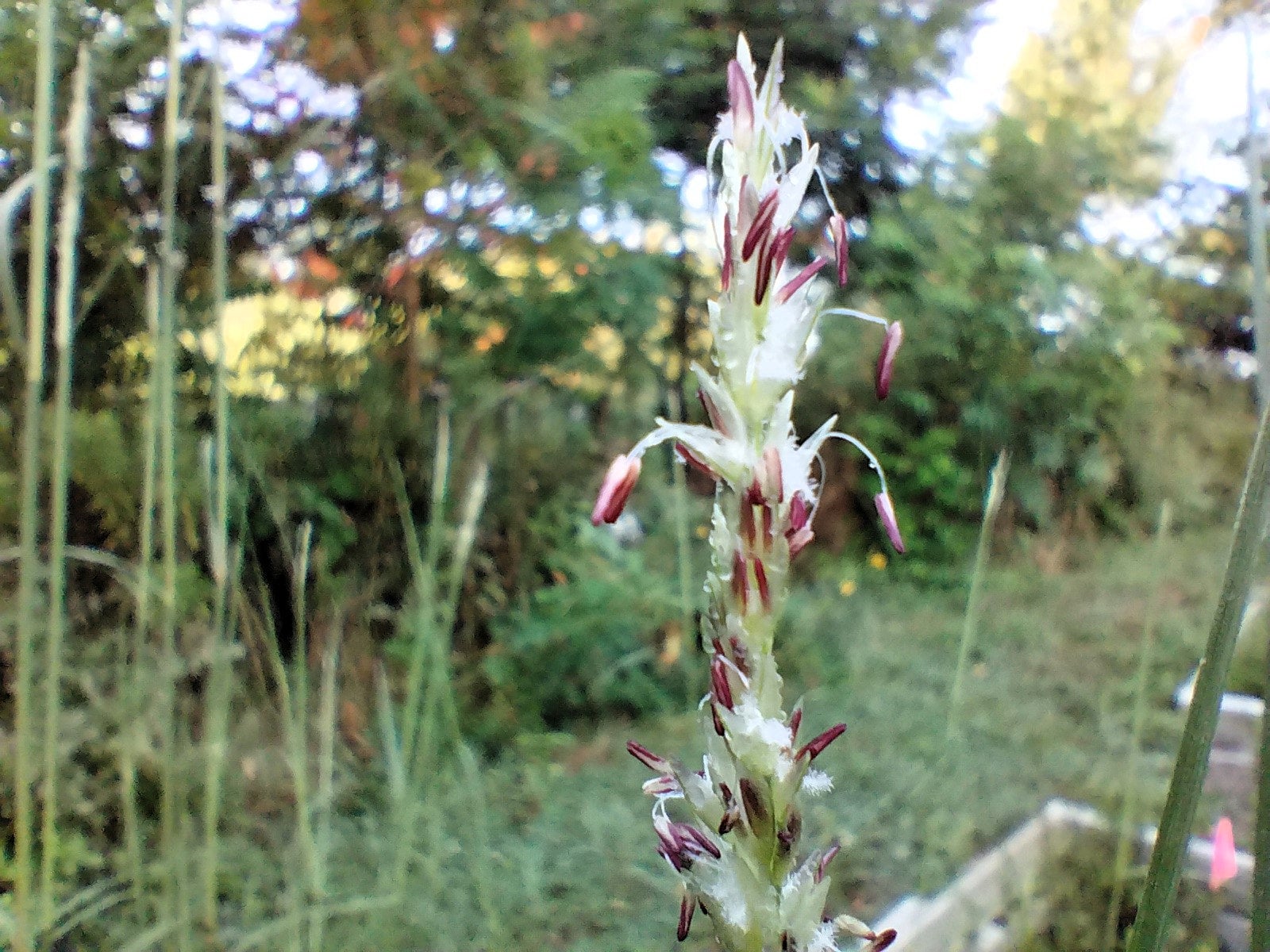 Rough dropseed (Sporobolus asper) | Hungry Hook Farm