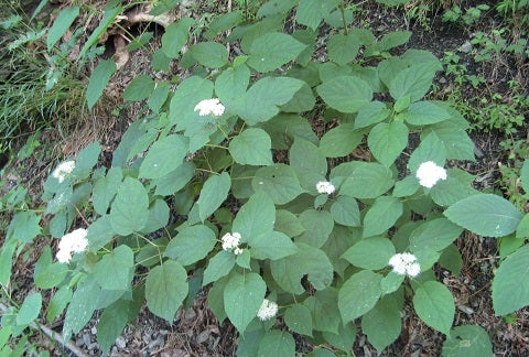 hydrangea arborescens native range