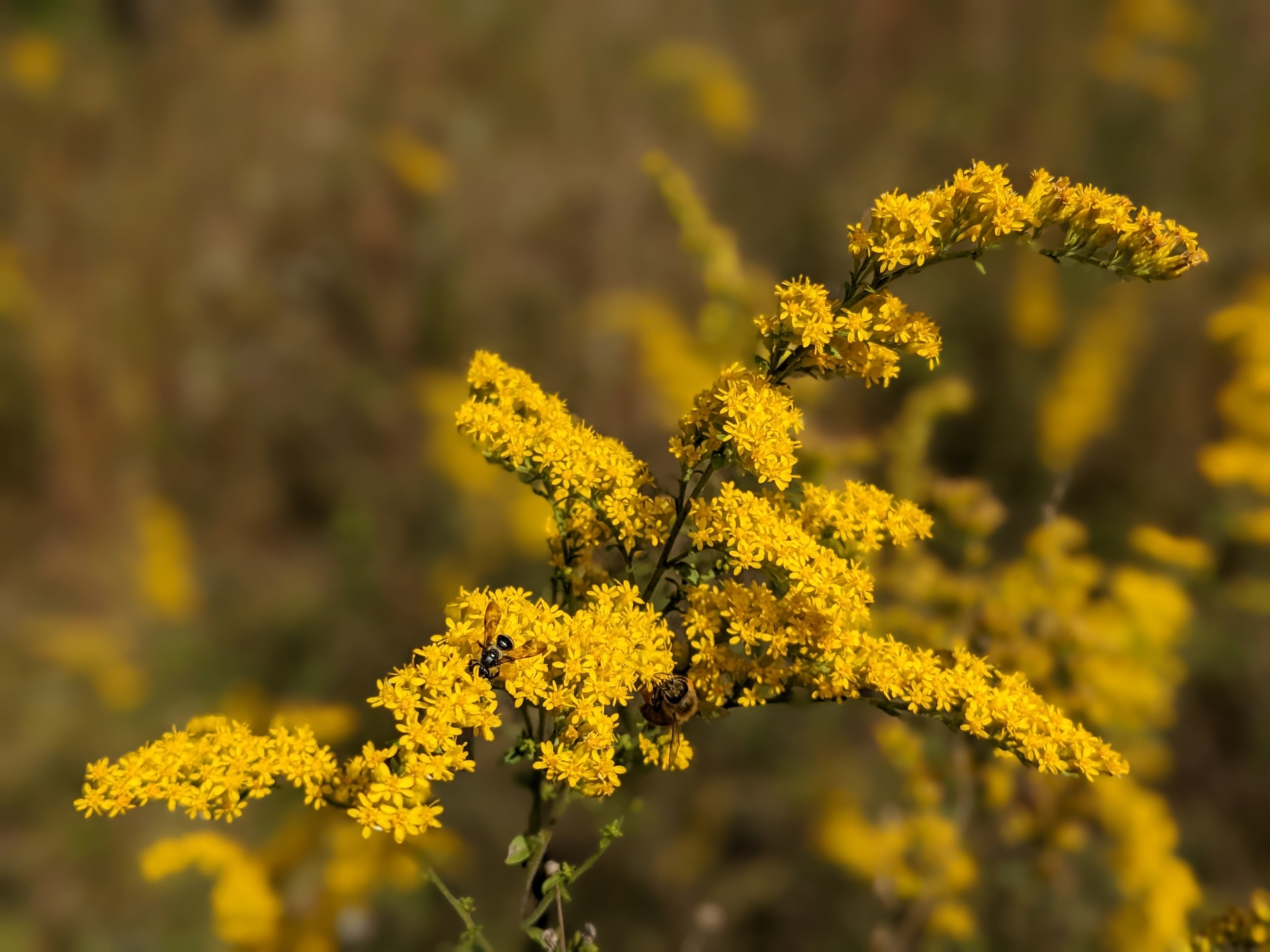 Gray goldenrod (Solidago nemoralis) Seed packet | Hungry Hook Farm
