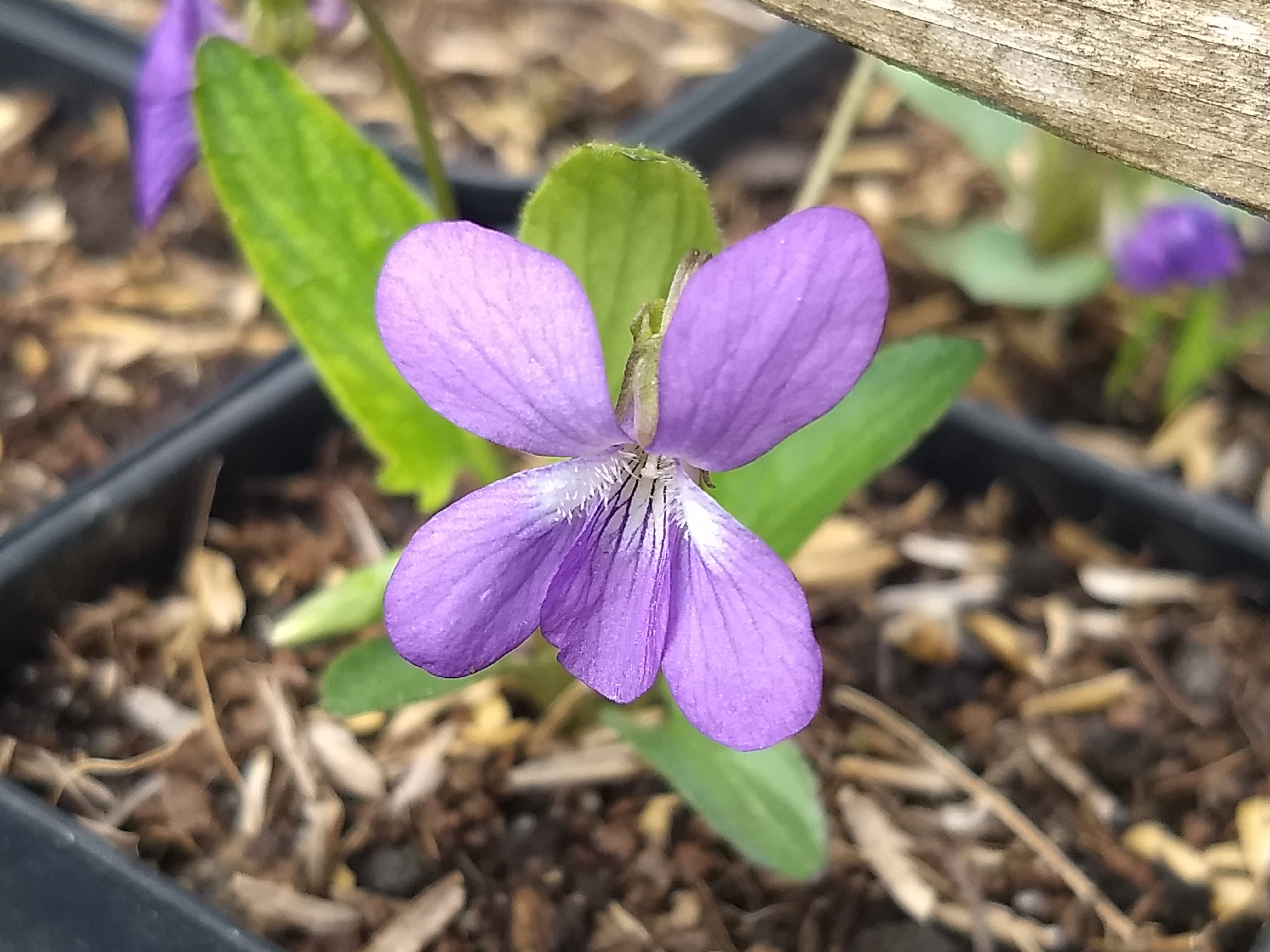 Arrowleaf violet (Viola sagittata) Seeds | Hungry Hook Farm