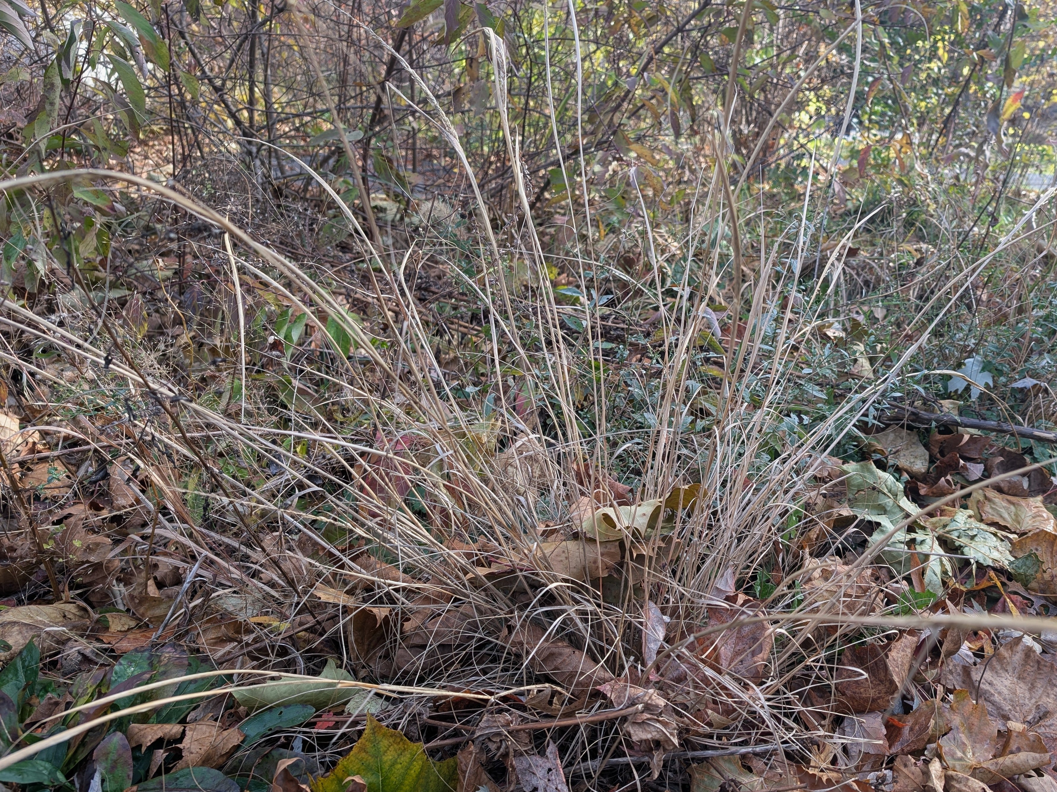 Rough dropseed (Sporobolus compositus) Seeds | Hungry Hook Farm