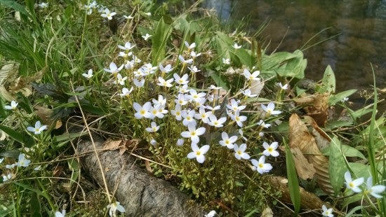 Azure Bluets (Houstonia caerulea) Seed packet | Hungry Hook Farm