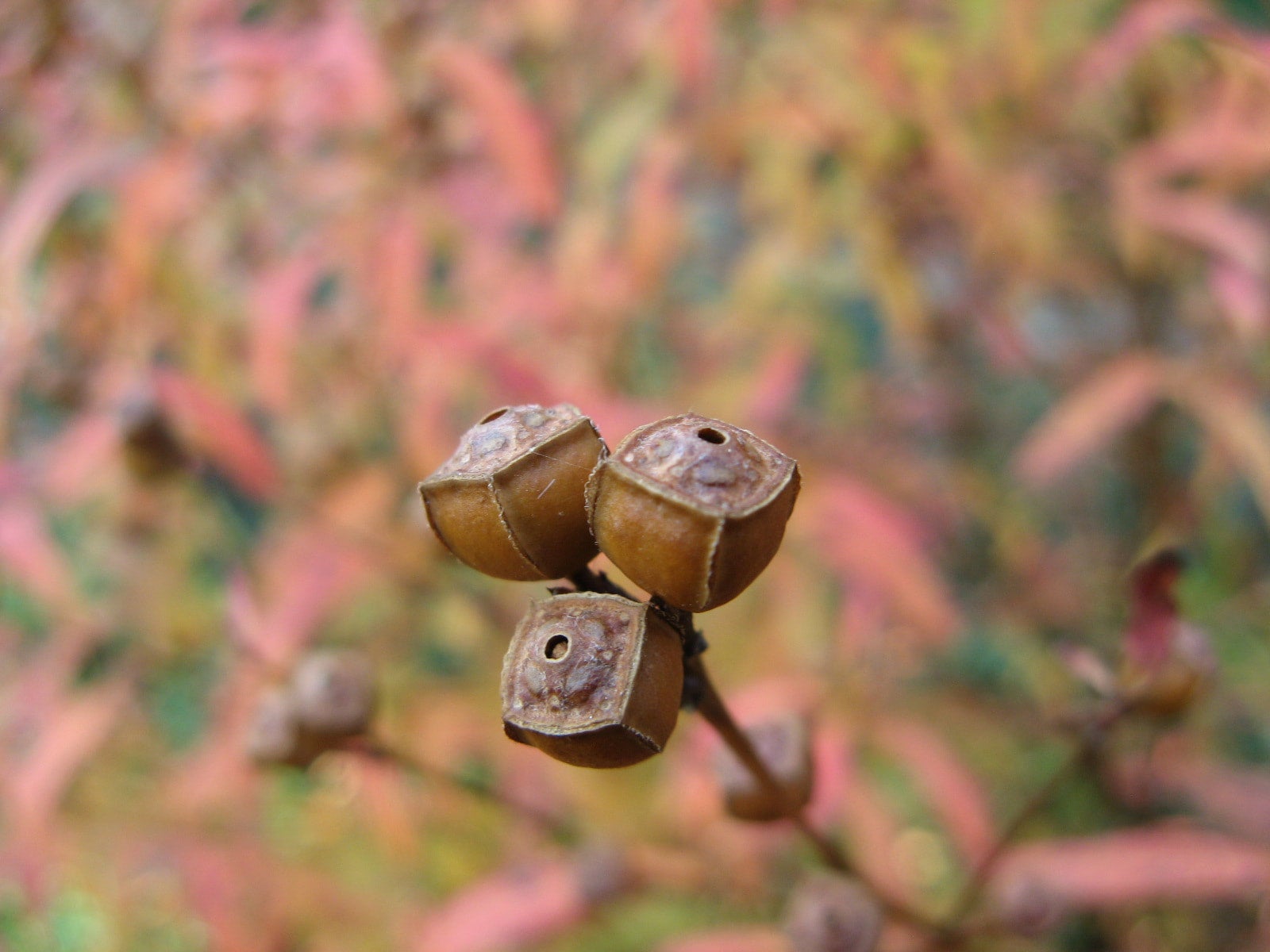 Seedbox (Ludwigia alternifolia) Seed packet | Hungry Hook Farm