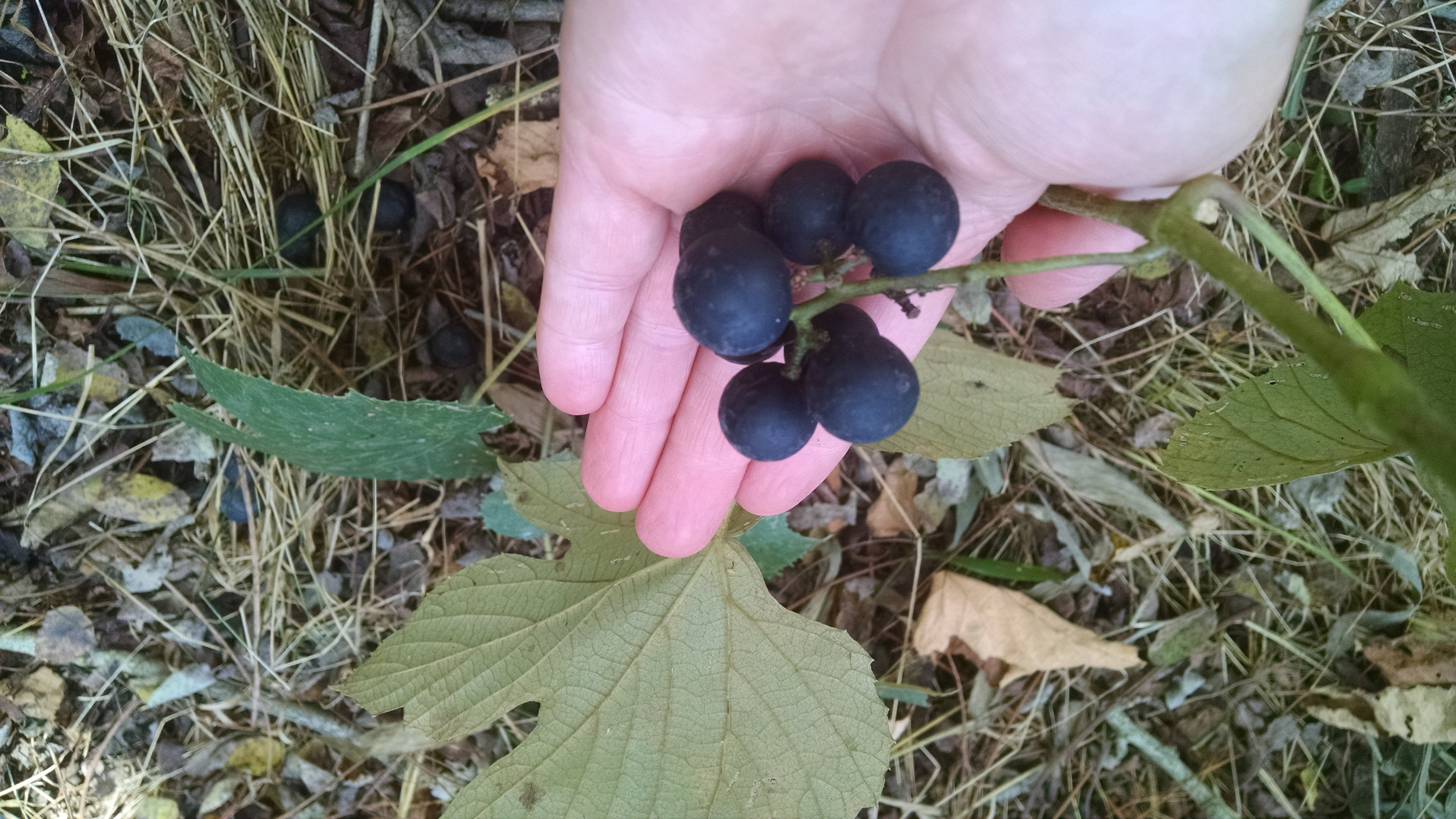 Fox grape, Vitis labrusca | Hungry Hook Farm