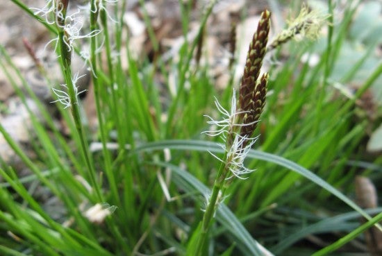 Oak sedge, Carex pensylvanica | Hungry Hook Farm