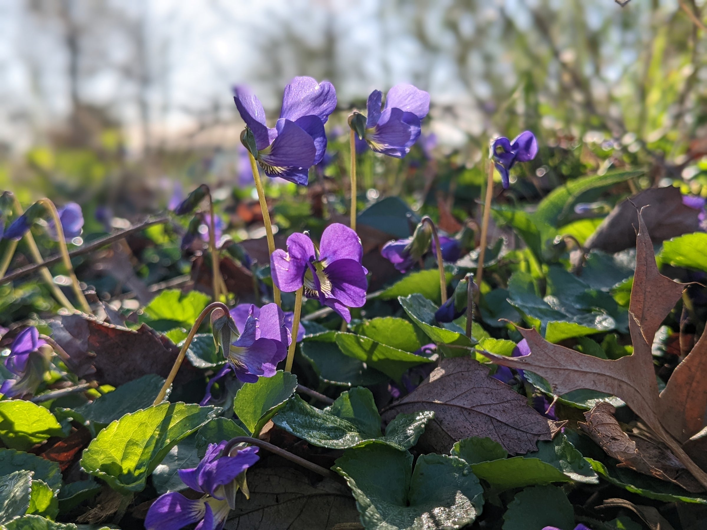 blue violets flower