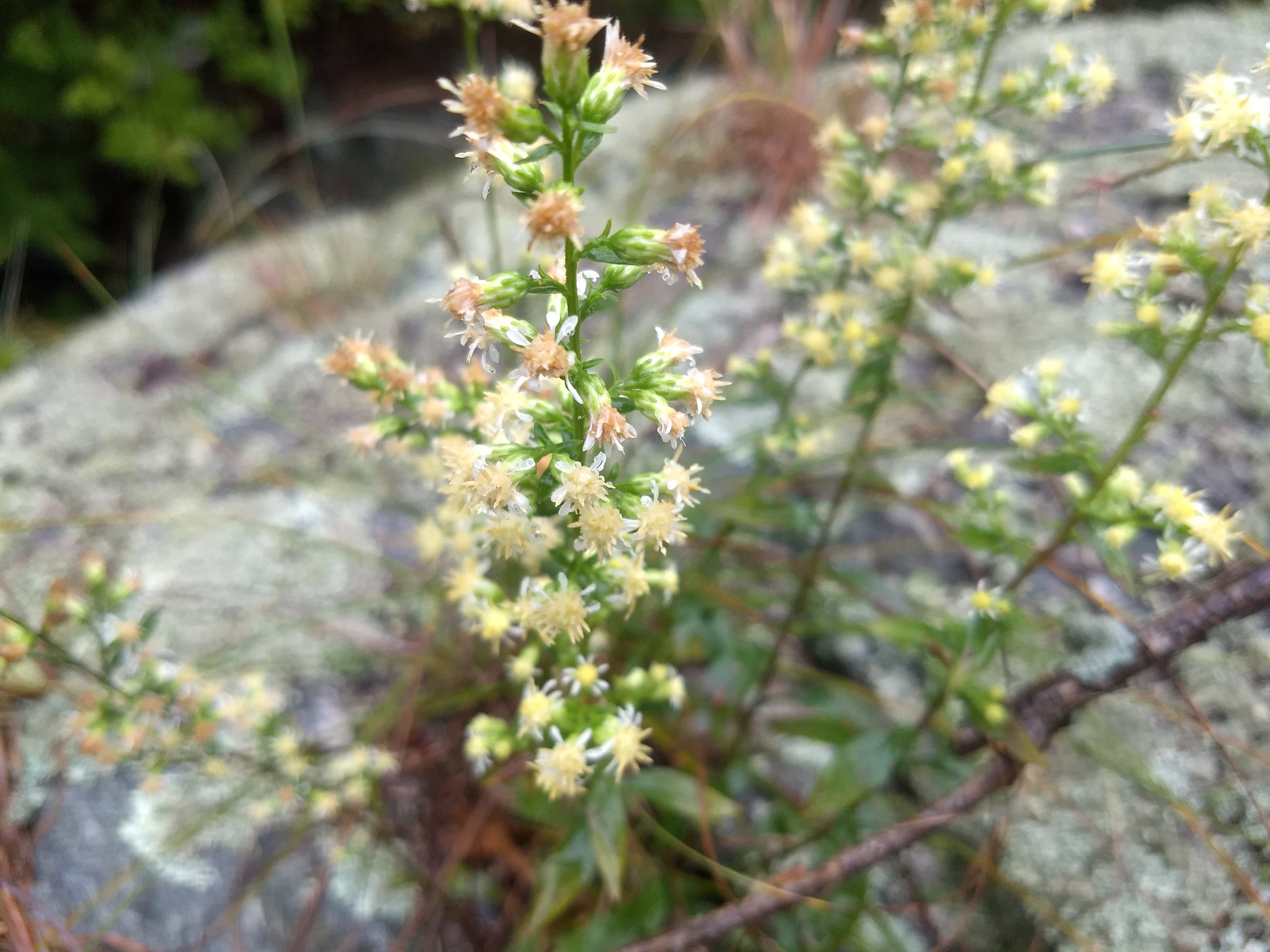 White goldenrod, Solidago bicolor Seed packet | Hungry Hook Farm