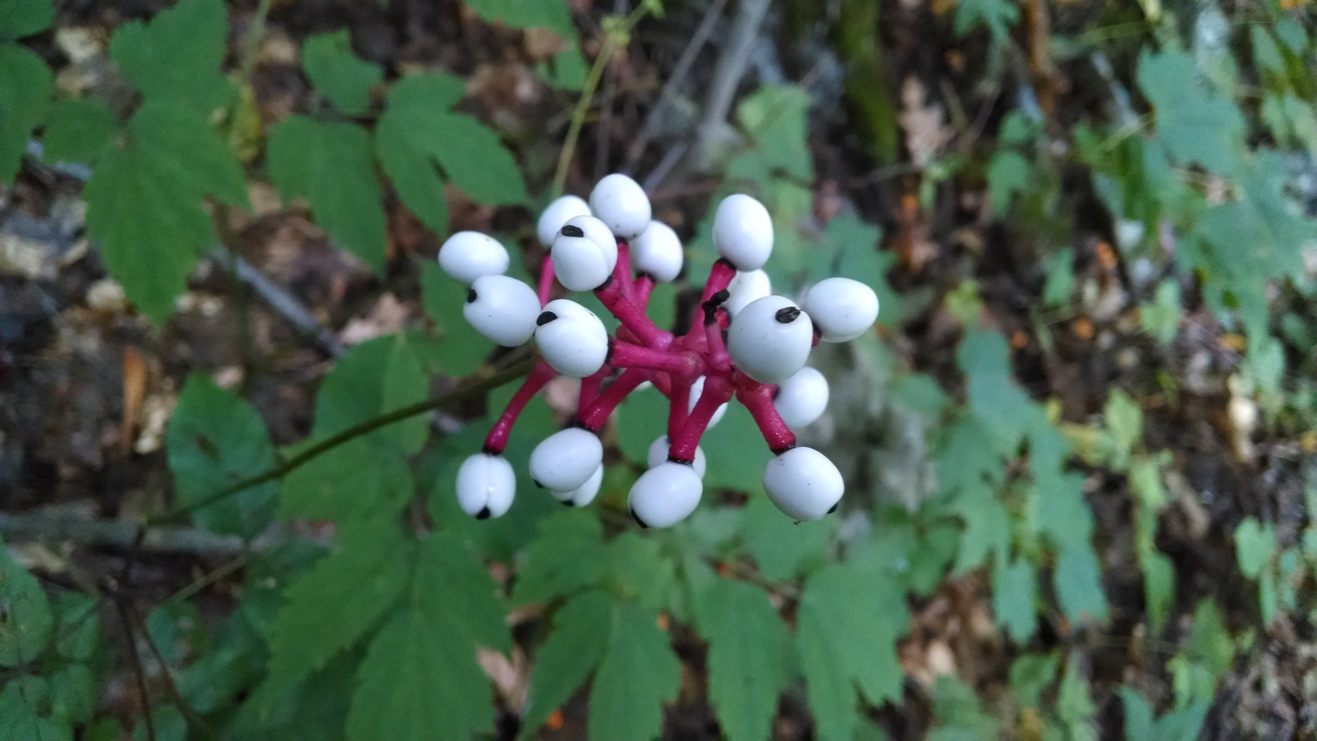 White baneberry (Actaea pachypoda) | Hungry Hook Farm
