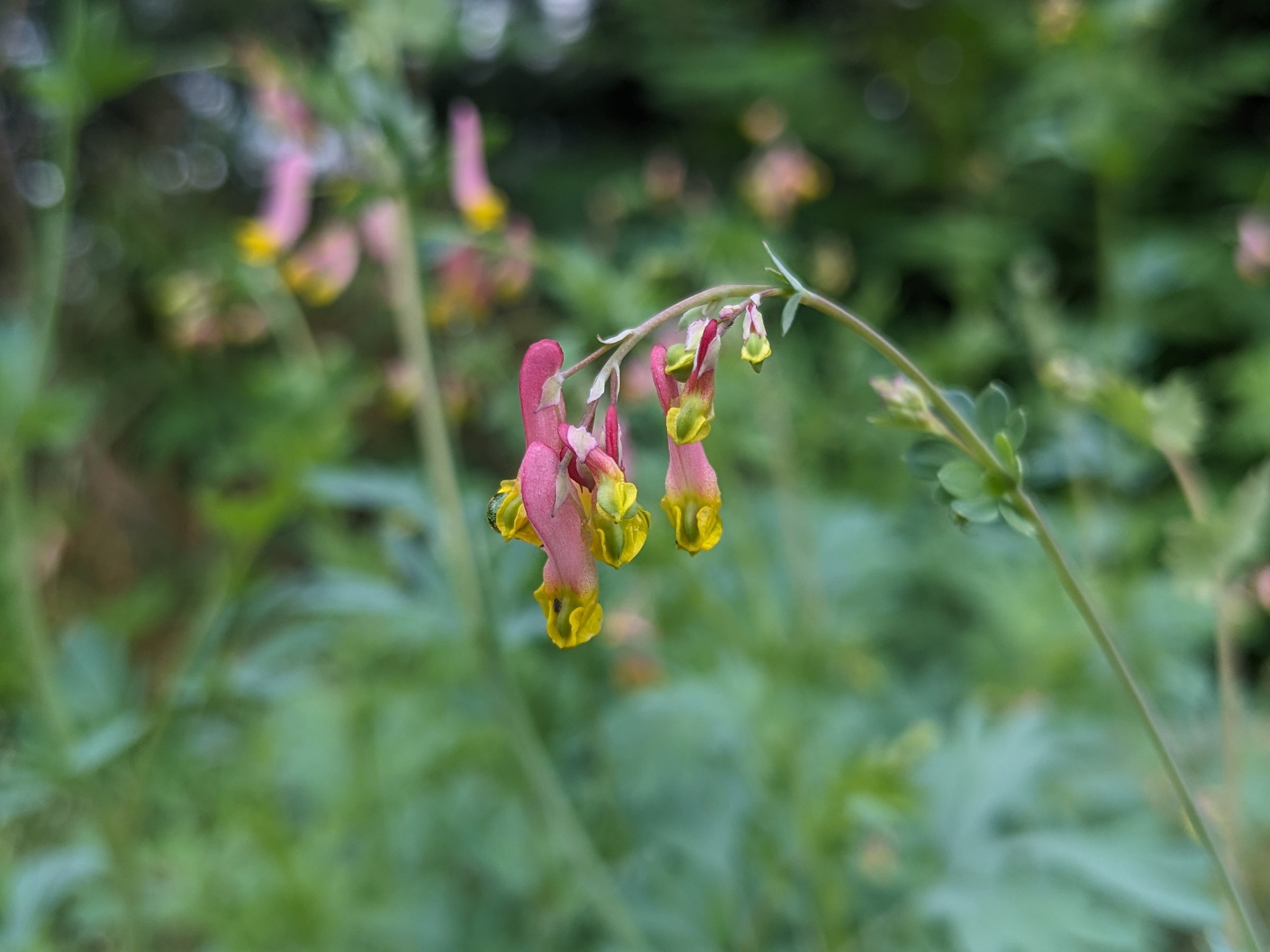 corydalis pink