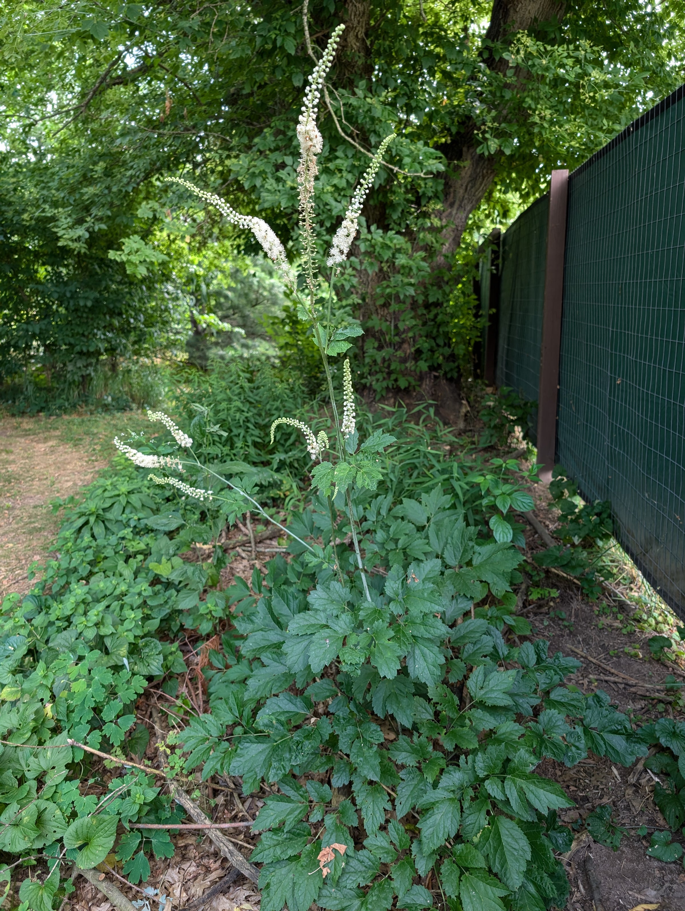 black cohosh