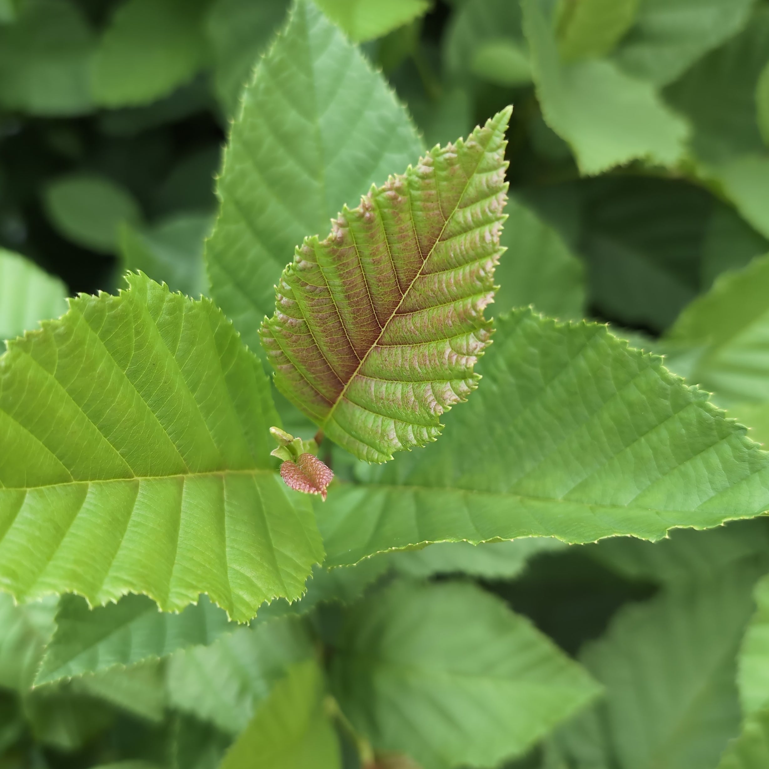 Smooth alder Alnus serrulata | Hungry Hook Farm