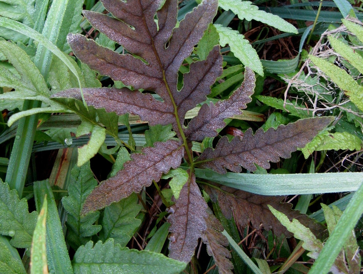 Sensitive fern, Onoclea sensibilis | Hungry Hook Farm