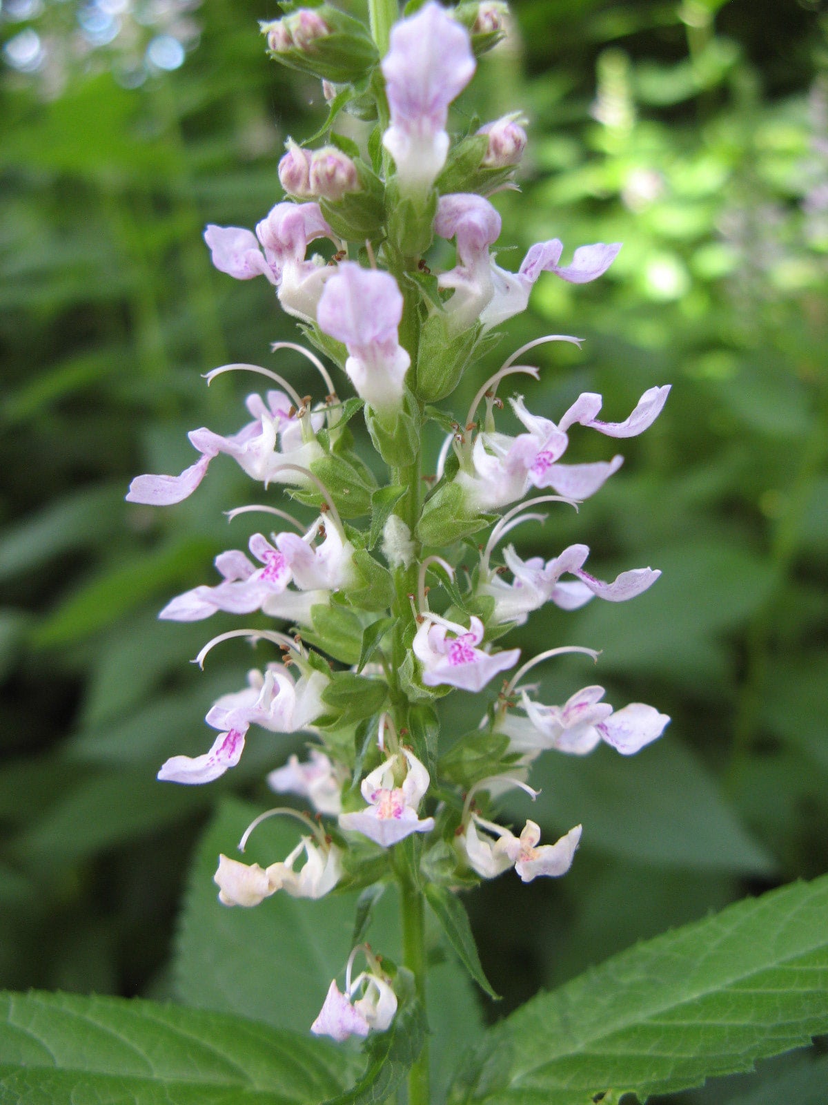 Wild germander (Teucrium canadense) Seed packet | Hungry Hook Farm
