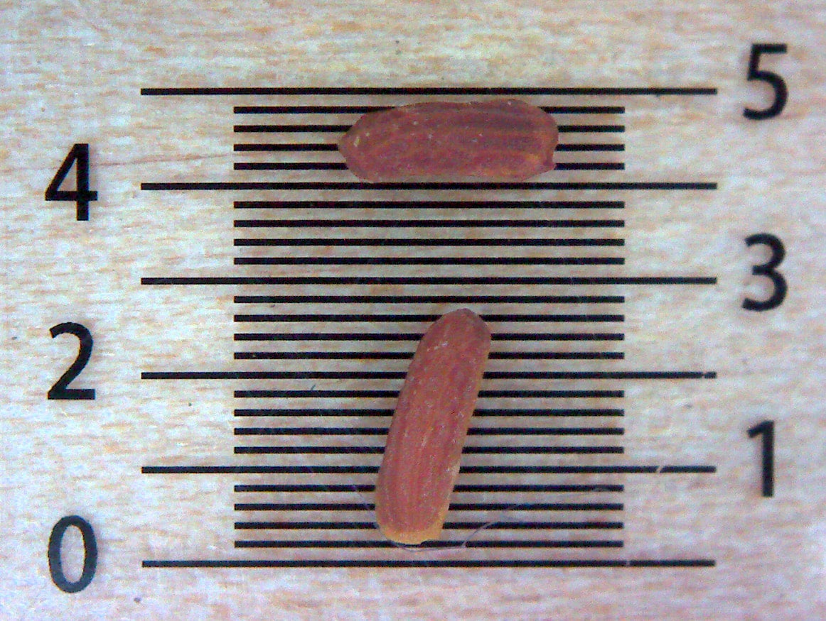 verbena simplex seeds