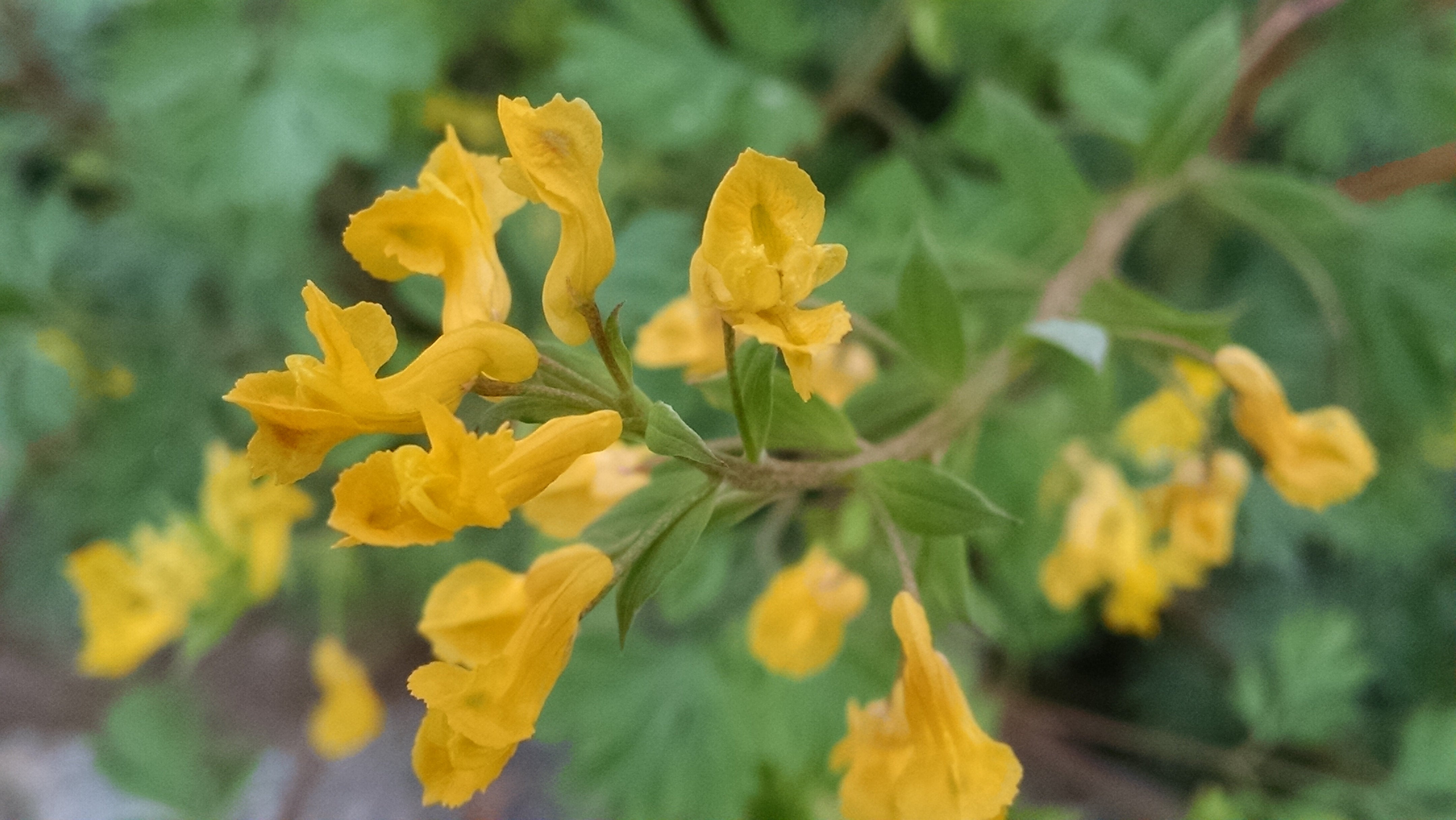 yellow corydalis