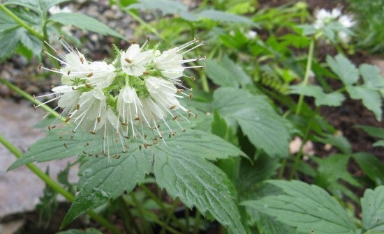 Canadian waterleaf, Hydrophyllum canadense | Hungry Hook Farm