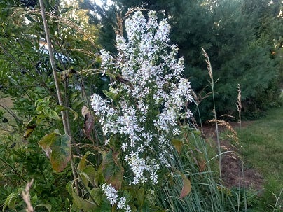 Arrowleaf aster (Symphyotrichum urophyllum) Seeds | Hungry Hook Farm