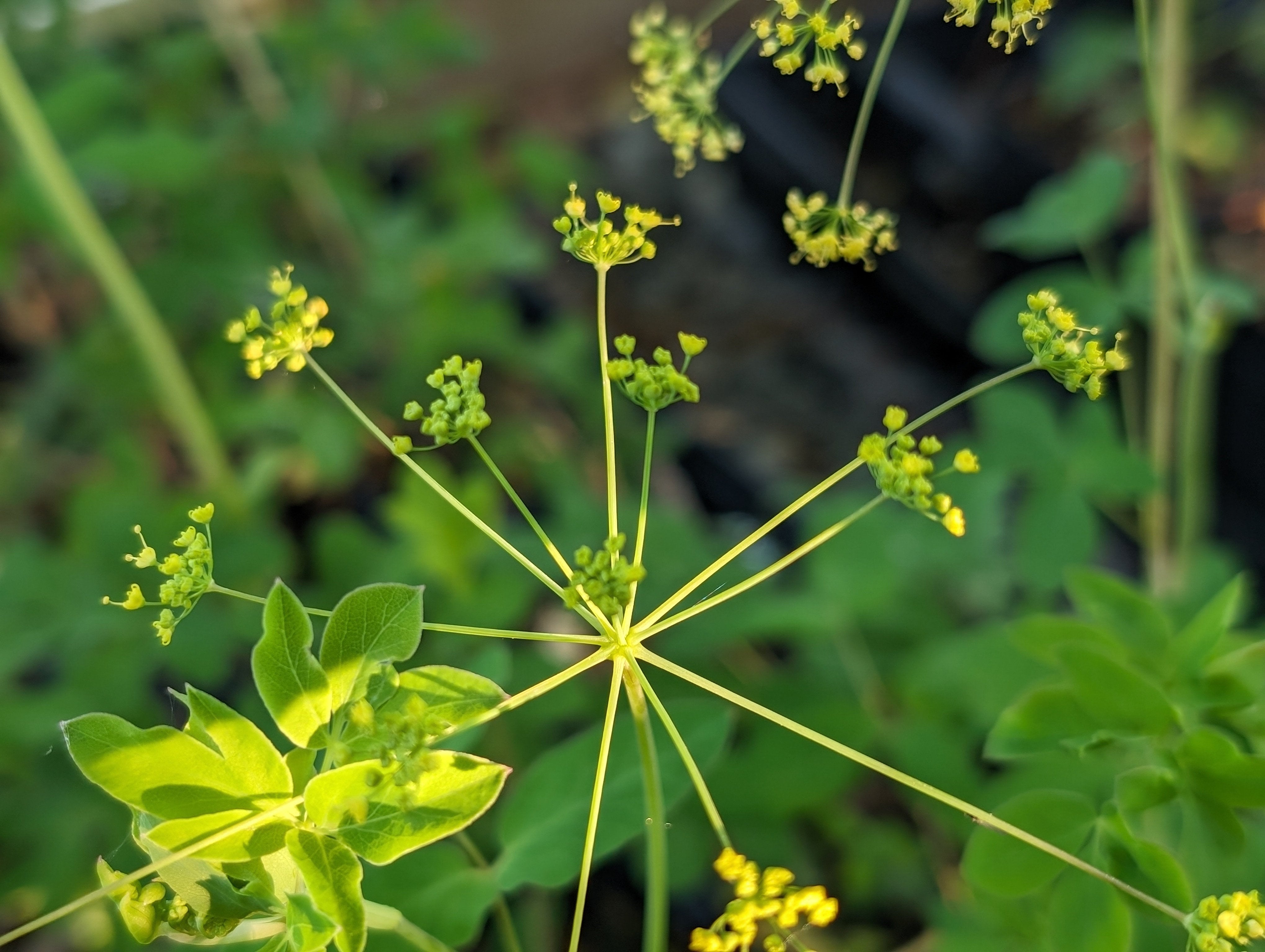 Yellow pimpernel, Taenidia integerrima | Hungry Hook Farm