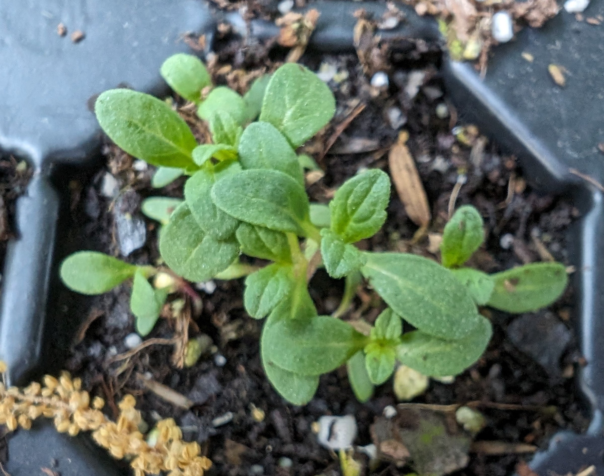 verbena simplex seeds