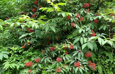 sambucus tree