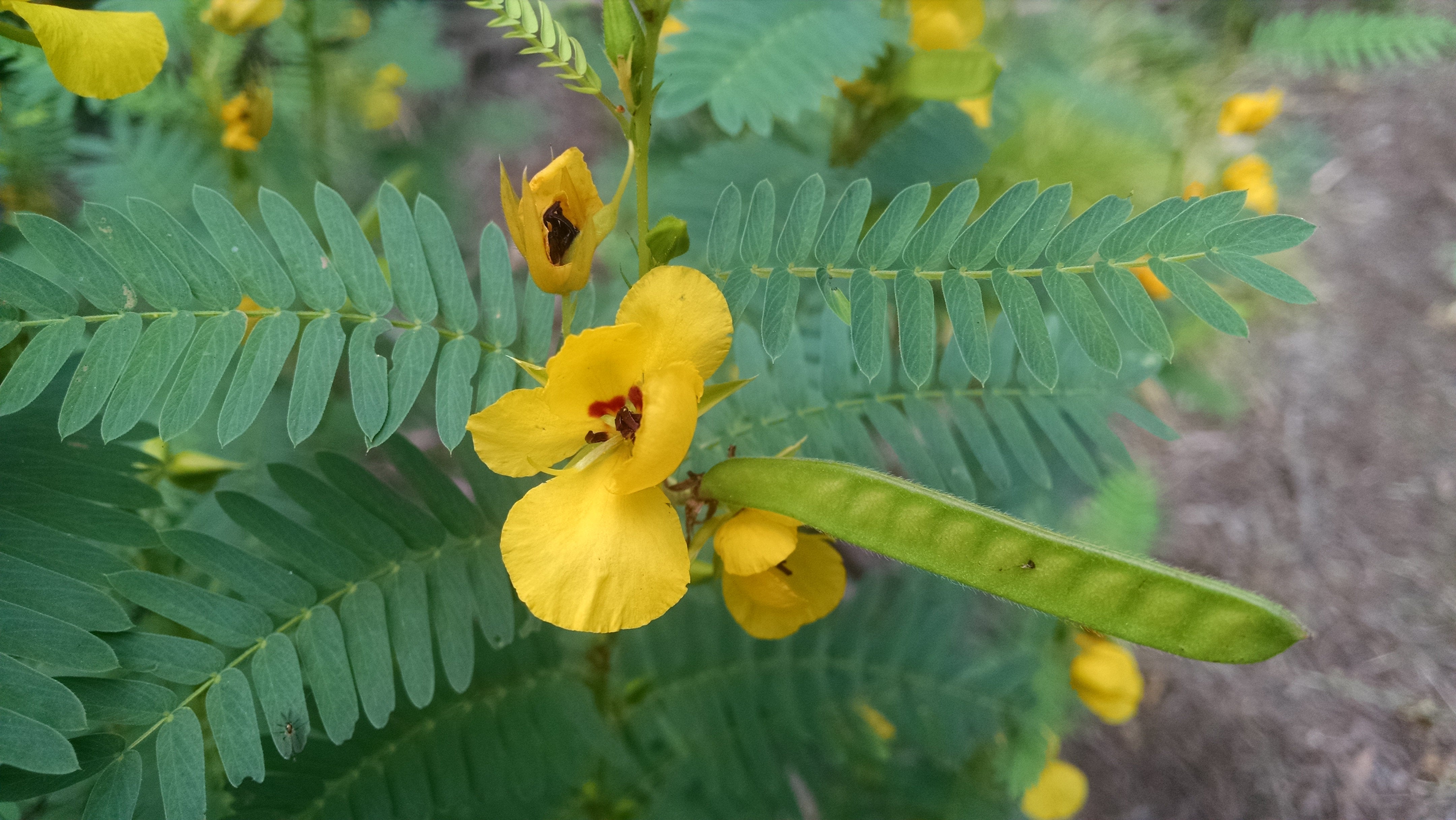 Partridge pea (Chamaecrista fasciculata) Seed packet | Hungry Hook Farm