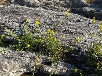 Sticky goldenrod, Solidago simplex Seed packet | Hungry Hook Farm