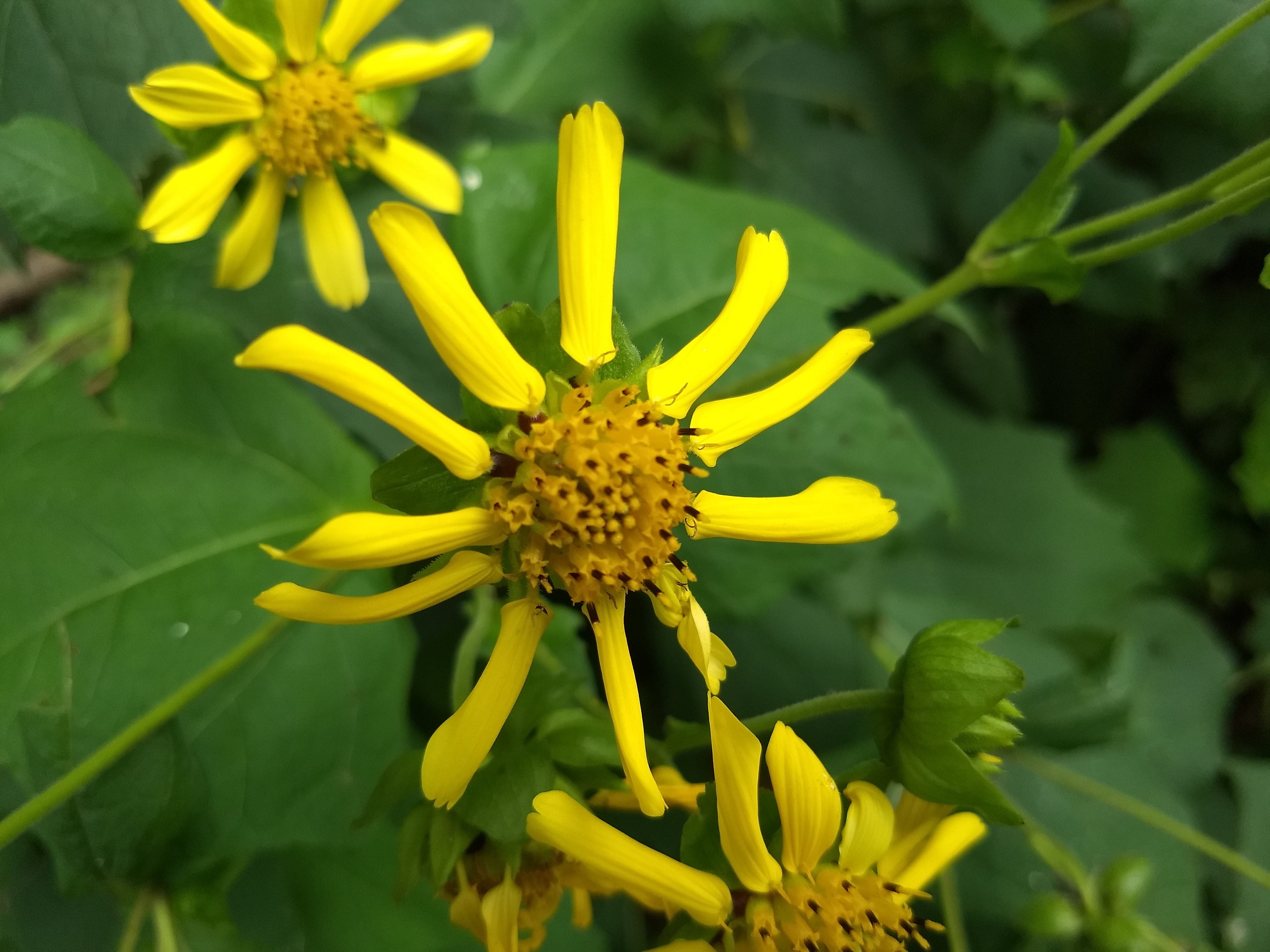 Bear's foot (Smallanthus uvedalia) Seeds | Hungry Hook Farm