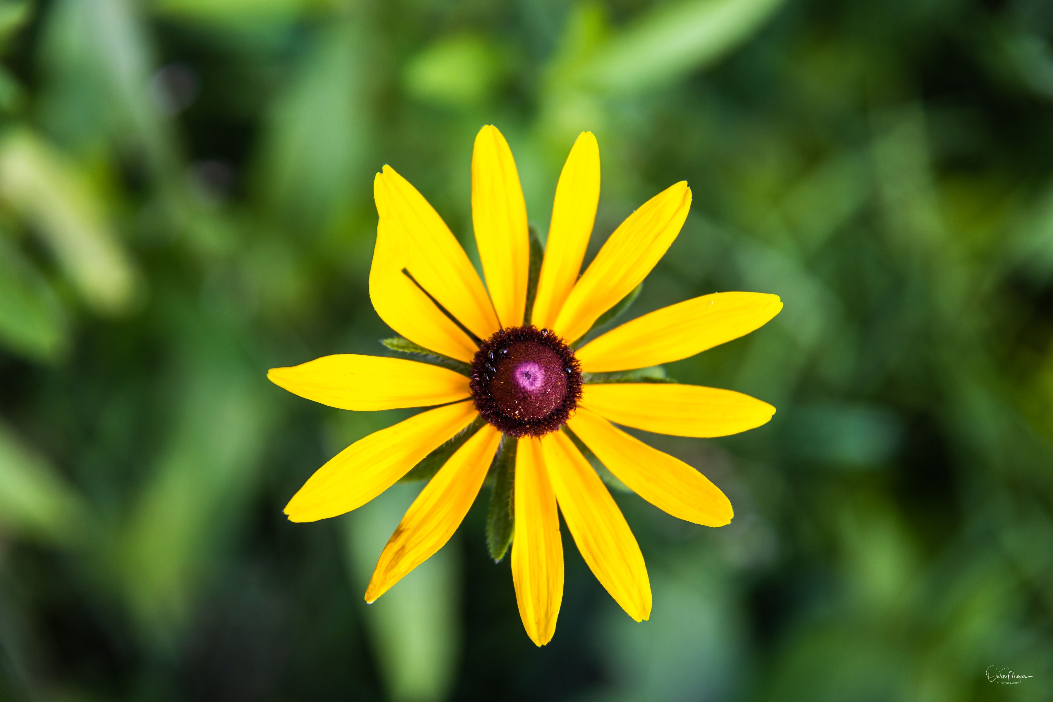 Black-eyed Susan (Rudbeckia hirta) Seed Packet | Hungry Hook Farm