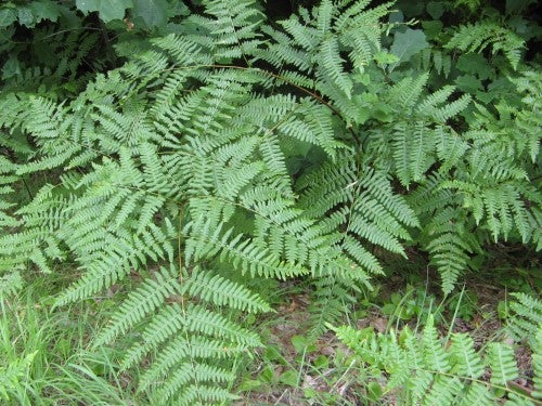 Bracken fern (Pteridium aquilinum) | Hungry Hook Farm