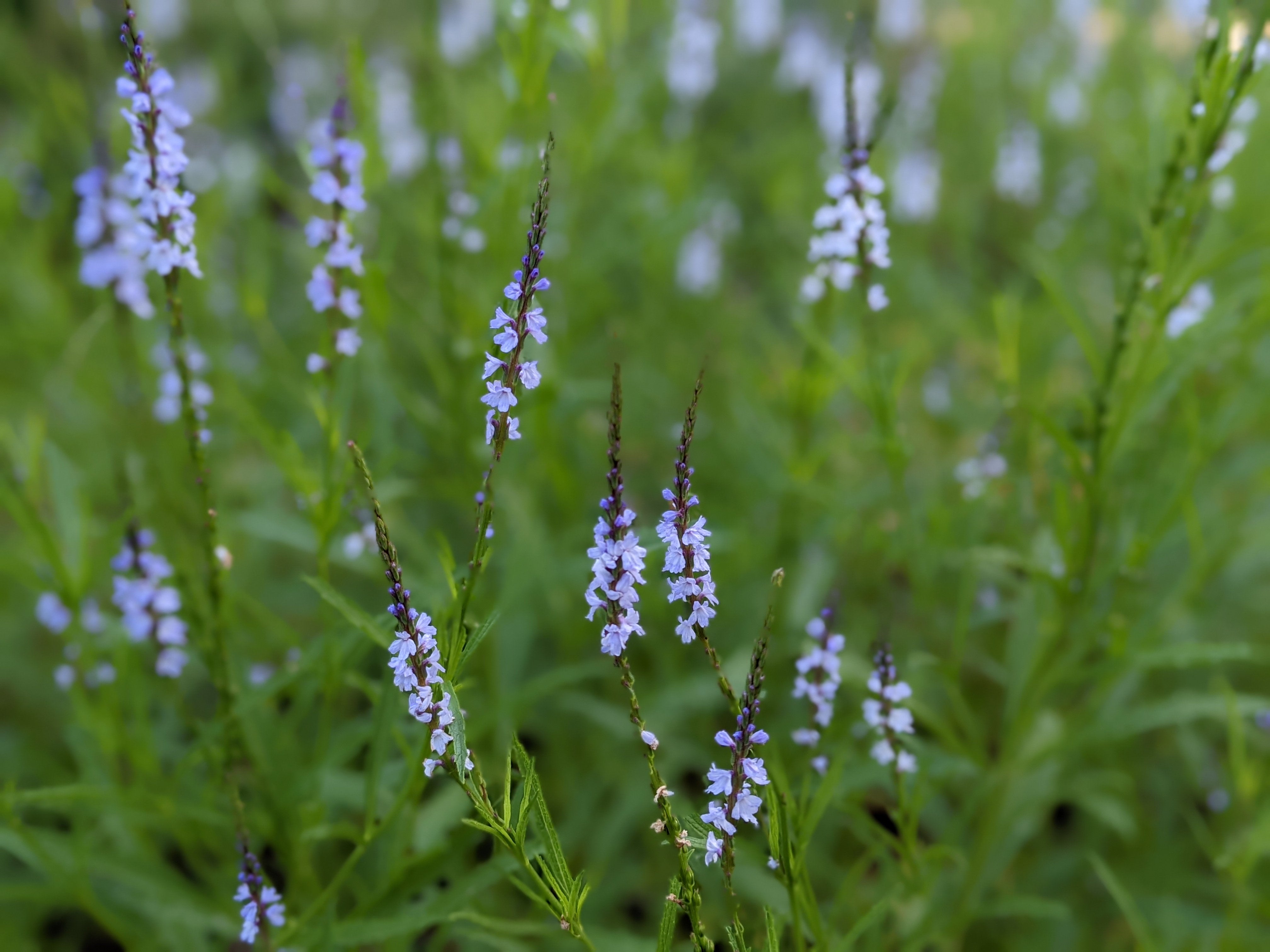 Narrow-leaved verbena (Verbena simplex) Seed packet | Hungry Hook Farm