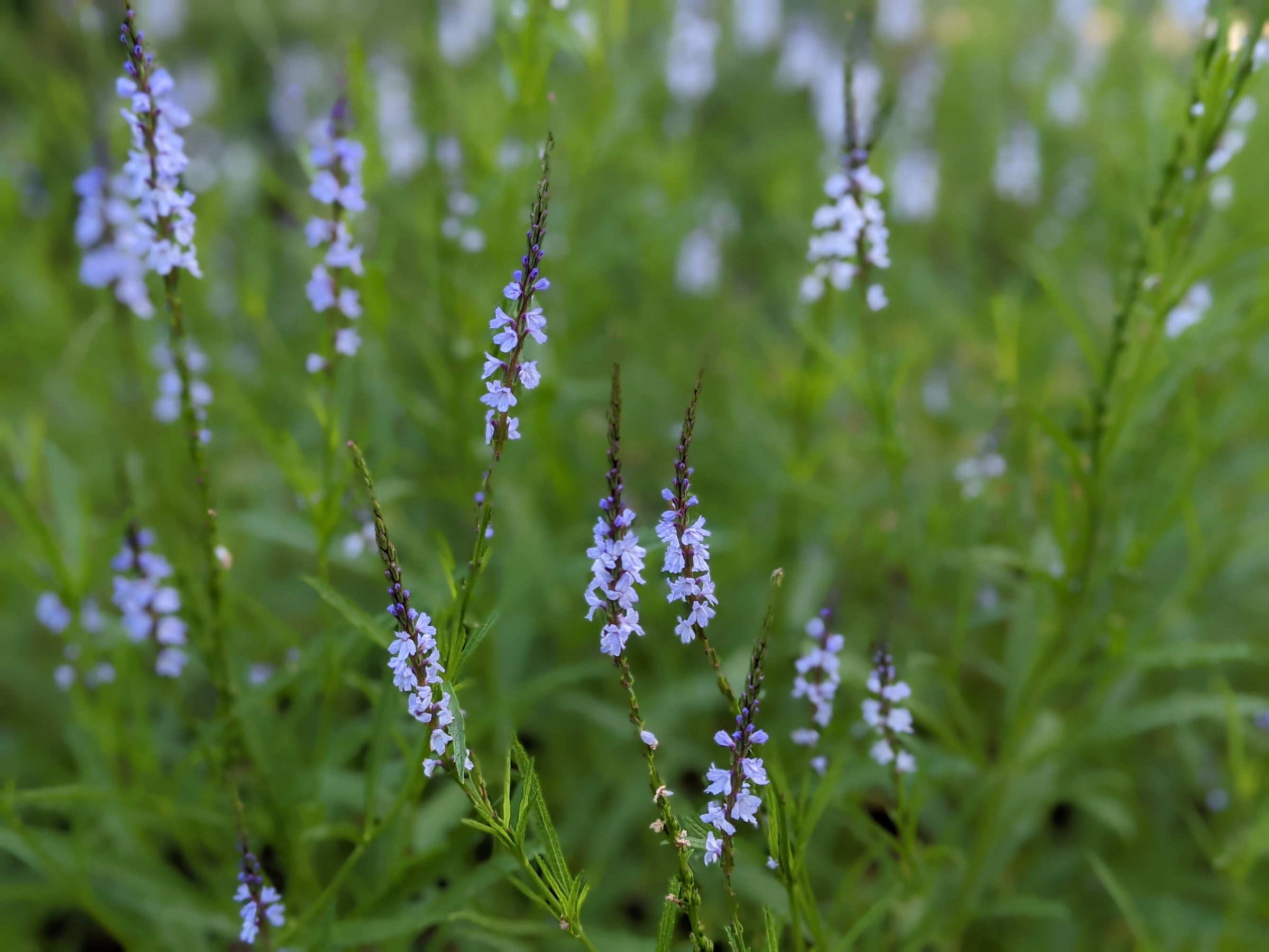 verbena simplex seeds